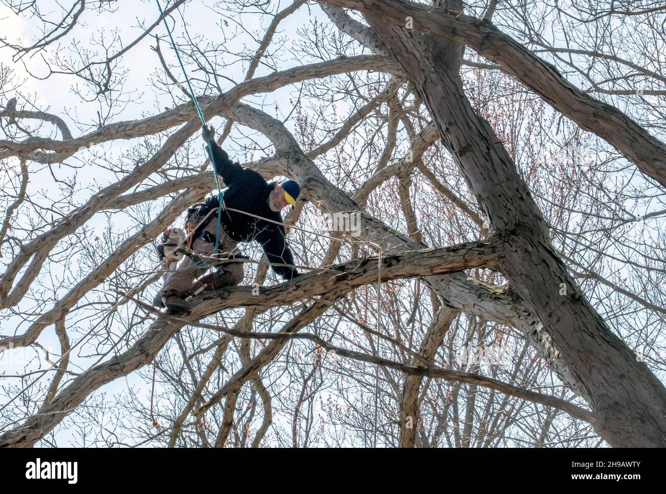 Older tree climber crawls out on a limb, careful to get to the spot he ...