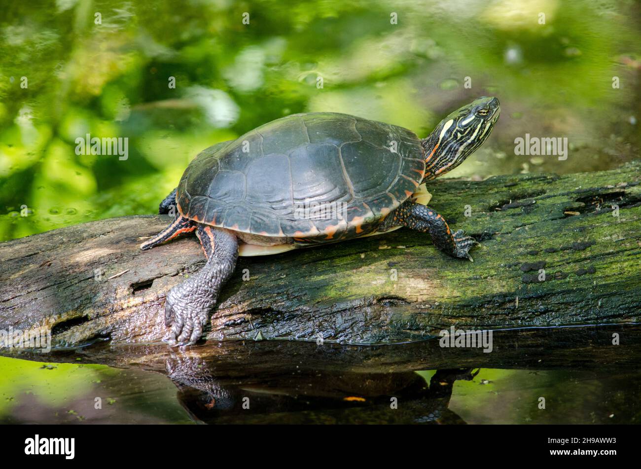 Brightly colored turtle with green and yellow stripes, suns himself on ...