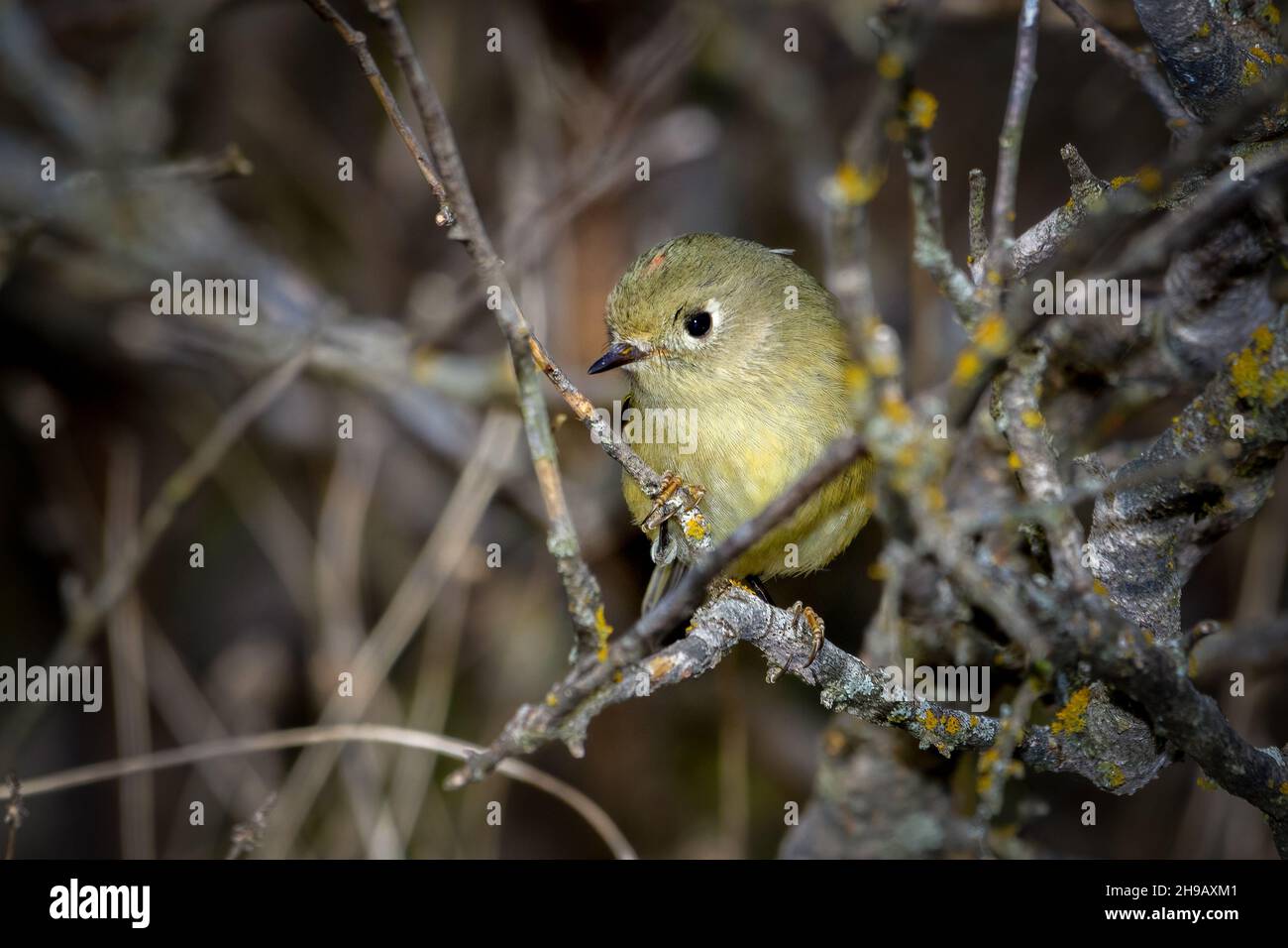 Ruby-crowned Kinglet (Regulus calendula) Profile close-up with detail ...