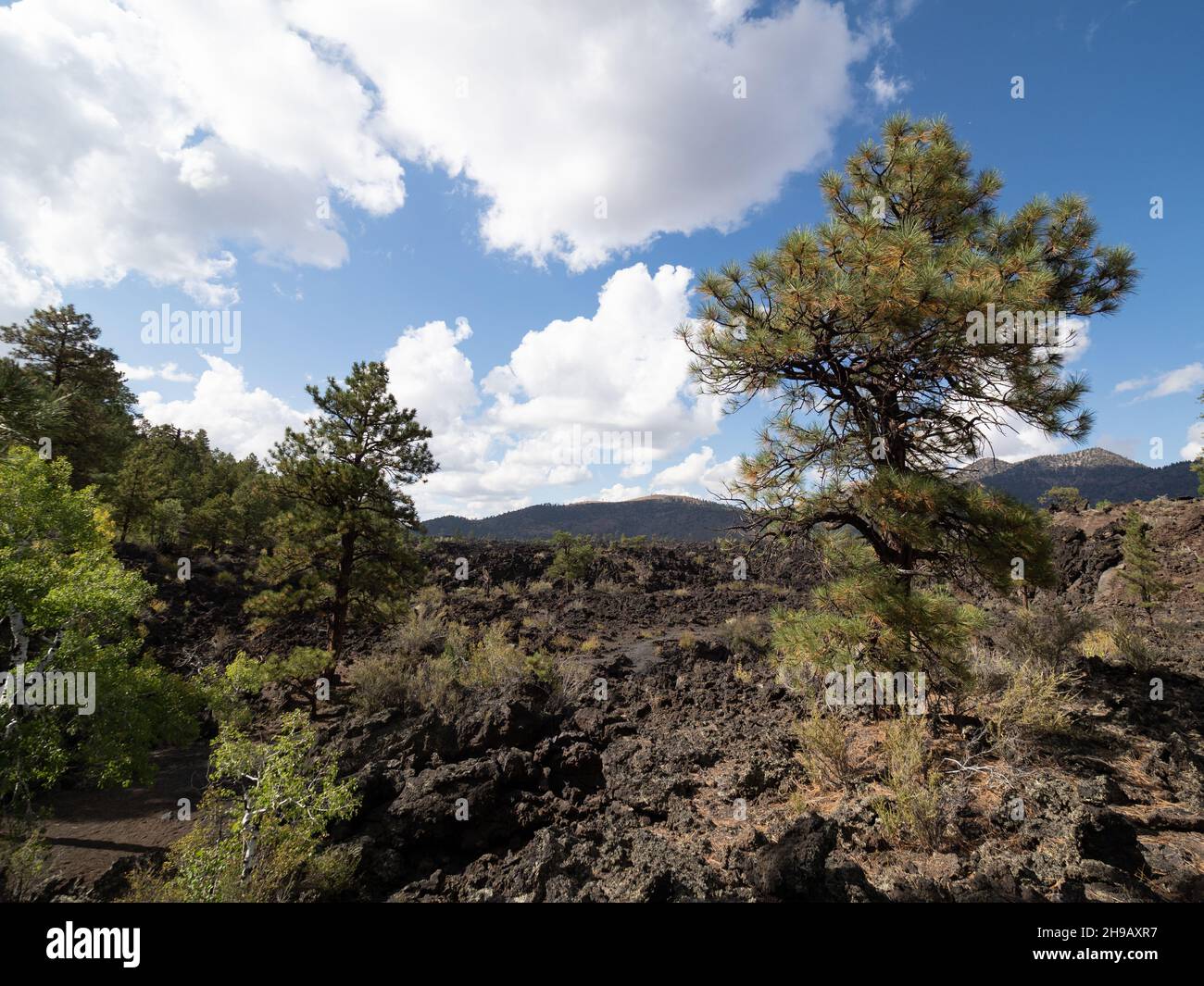 Lava field with Ponderosa pine and aspen growing in it and cumulus ...
