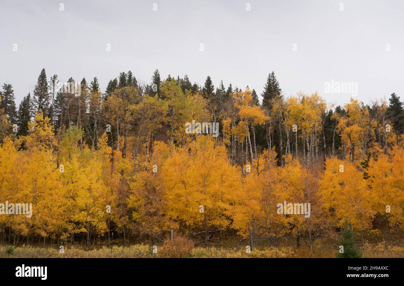 Grove of aspen and pine trees hi-res stock photography and images - Alamy