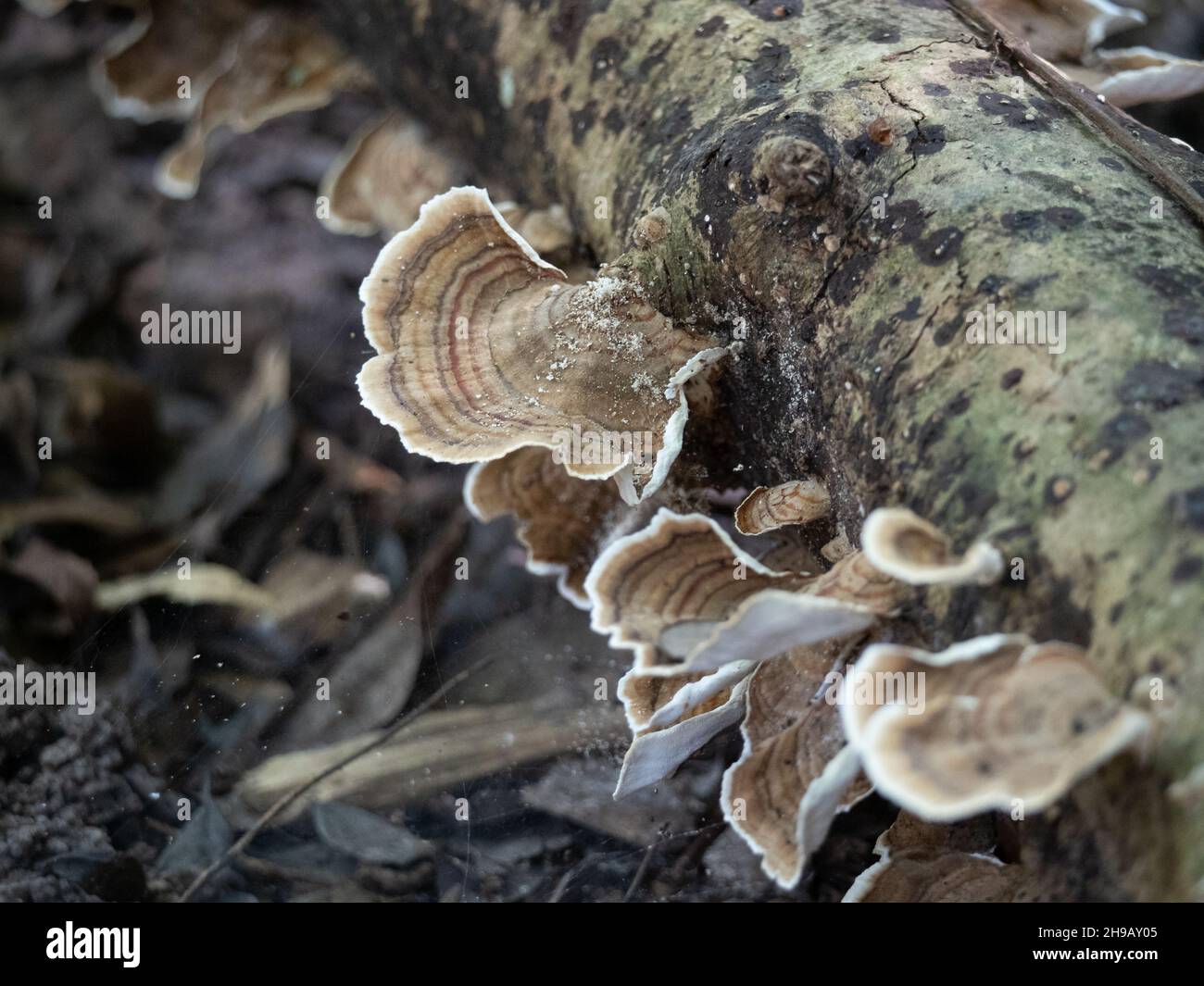 Kleb forest hi-res stock photography and images - Alamy