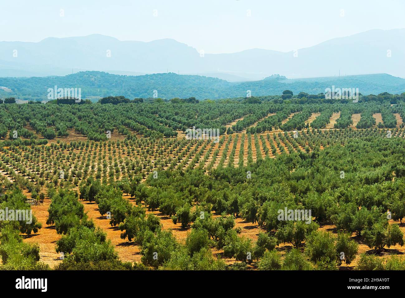 Olive farm, Andalusia Autonomous Community, Spain Stock Photo - Alamy