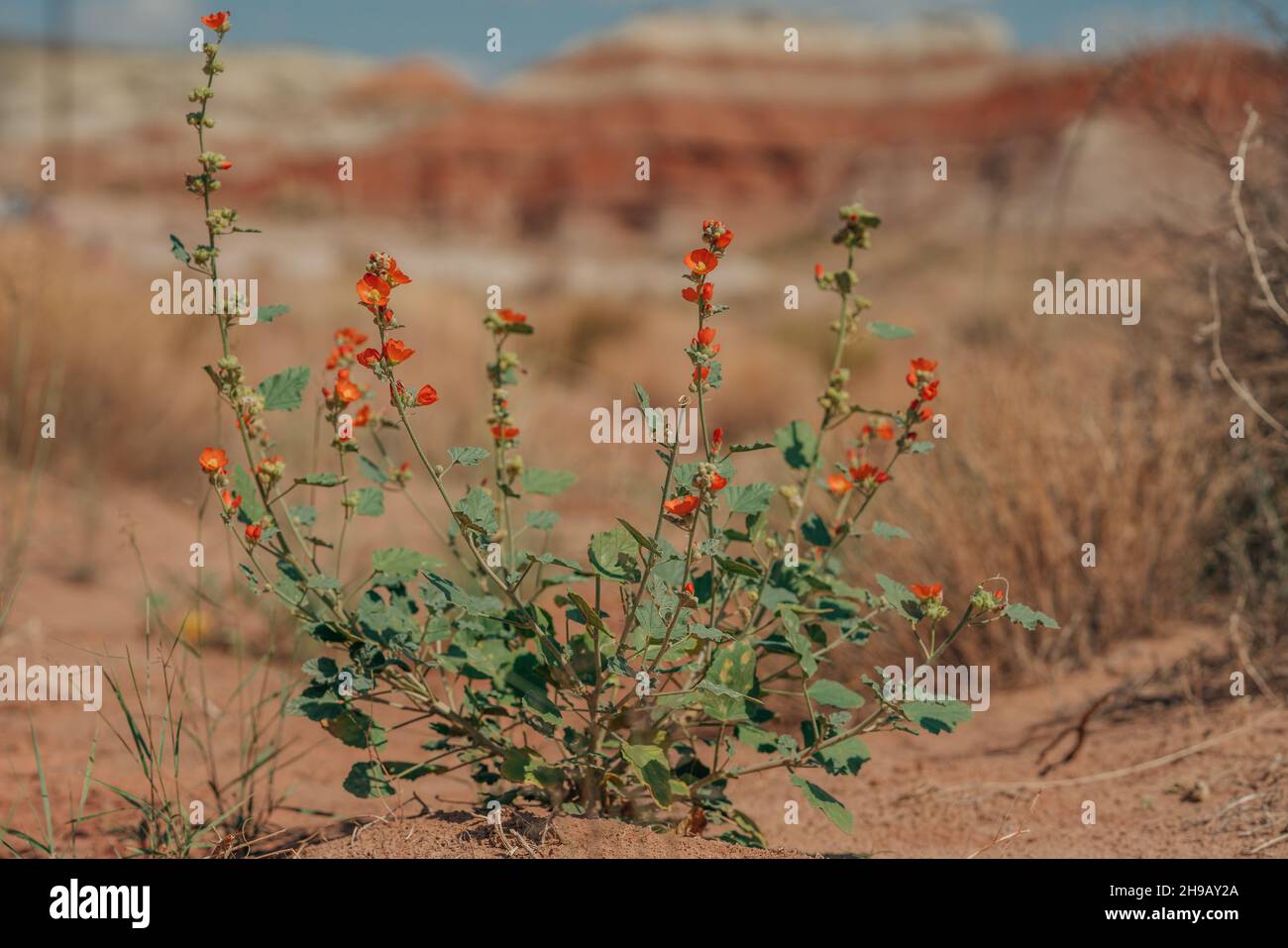 Flowers in desert. Sphaeralcea ambigua (Desert globemallow), or Apricot ...