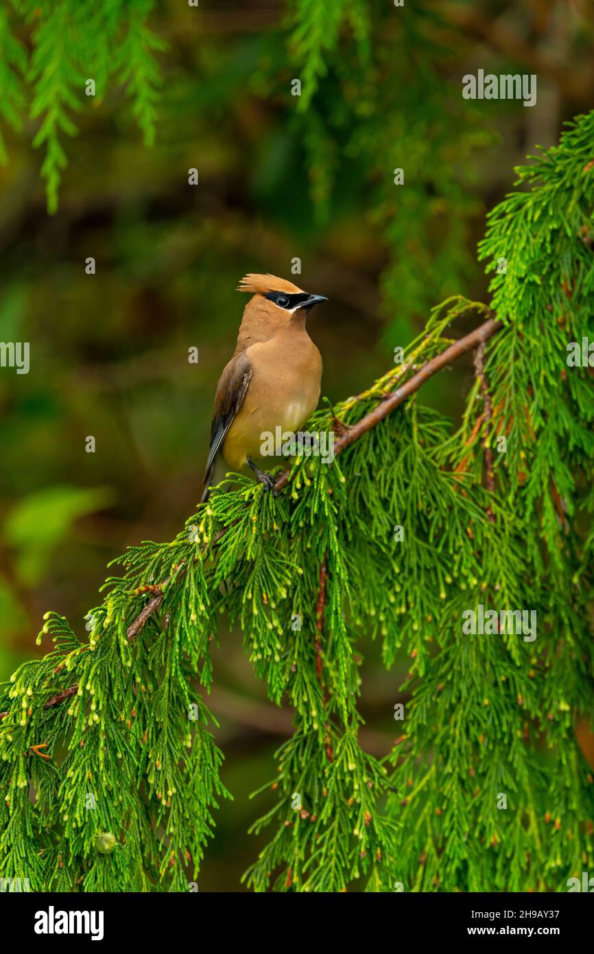 Cedar Waxwing, Bombycilla cedrorum, on grounds of Pacific County ...