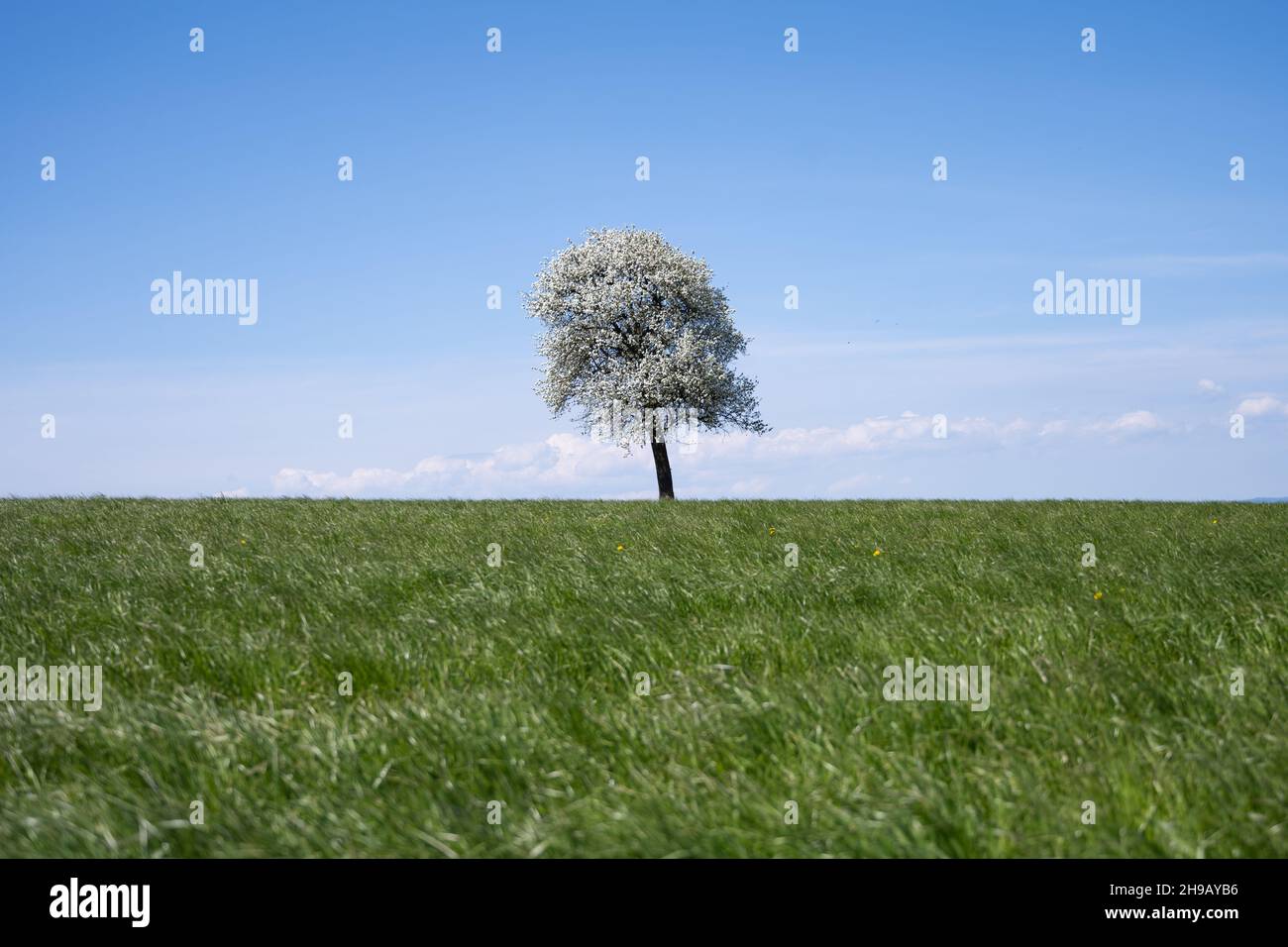 the lonely tree Stock Photo - Alamy