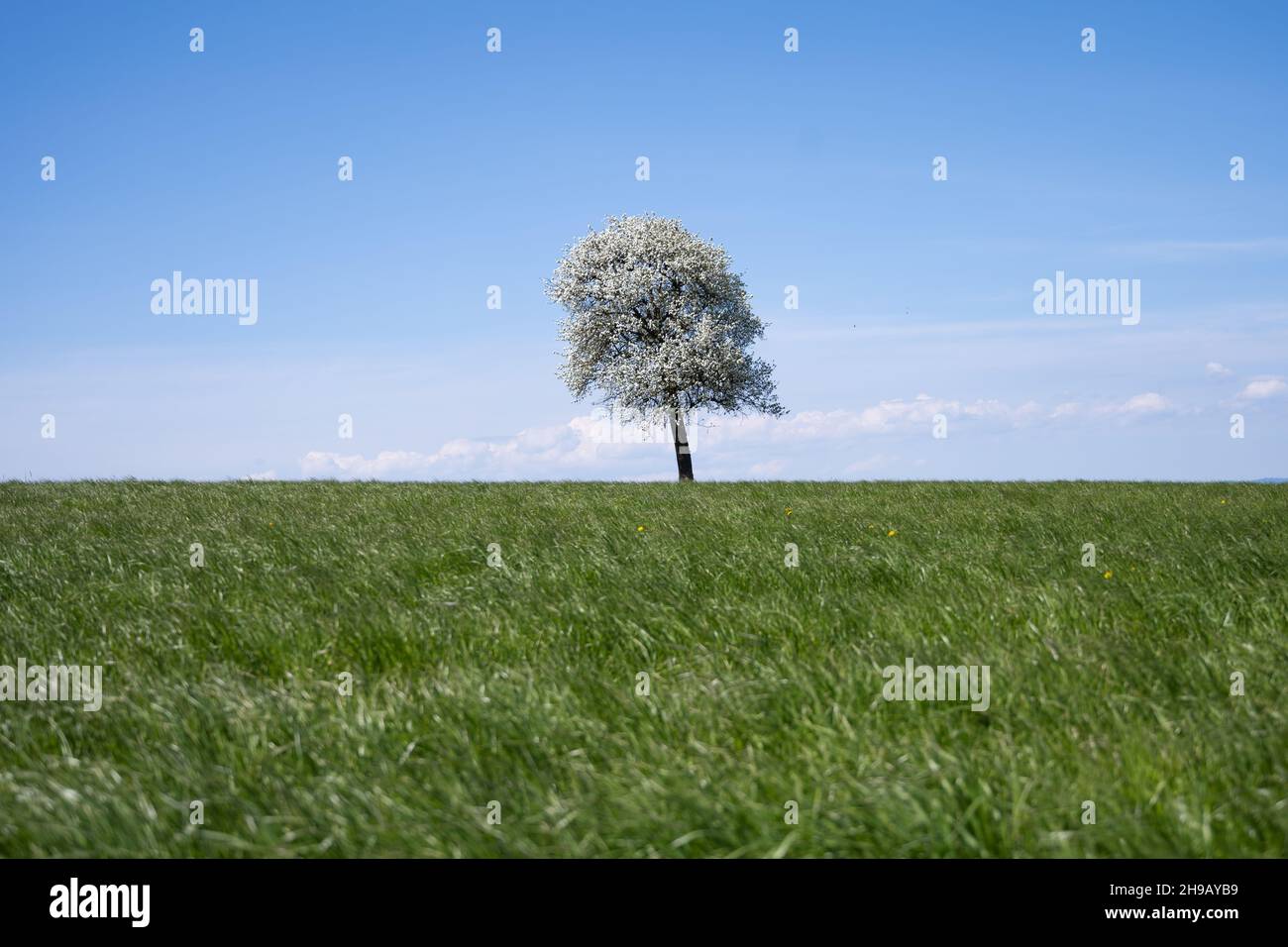 the lonely tree Stock Photo - Alamy
