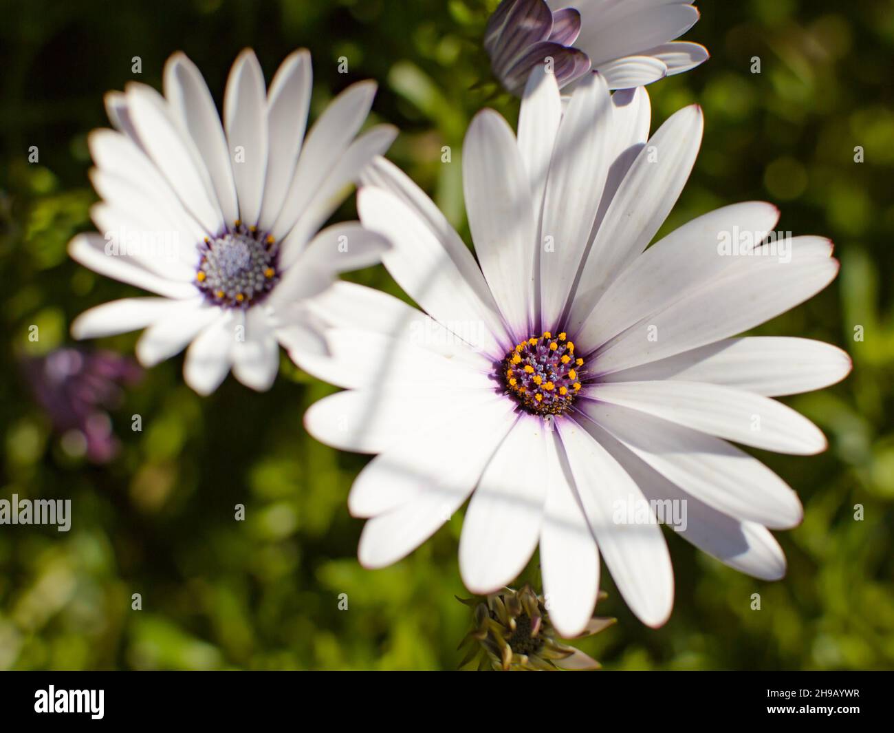 African daisy or Osteospermum Stock Photo - Alamy