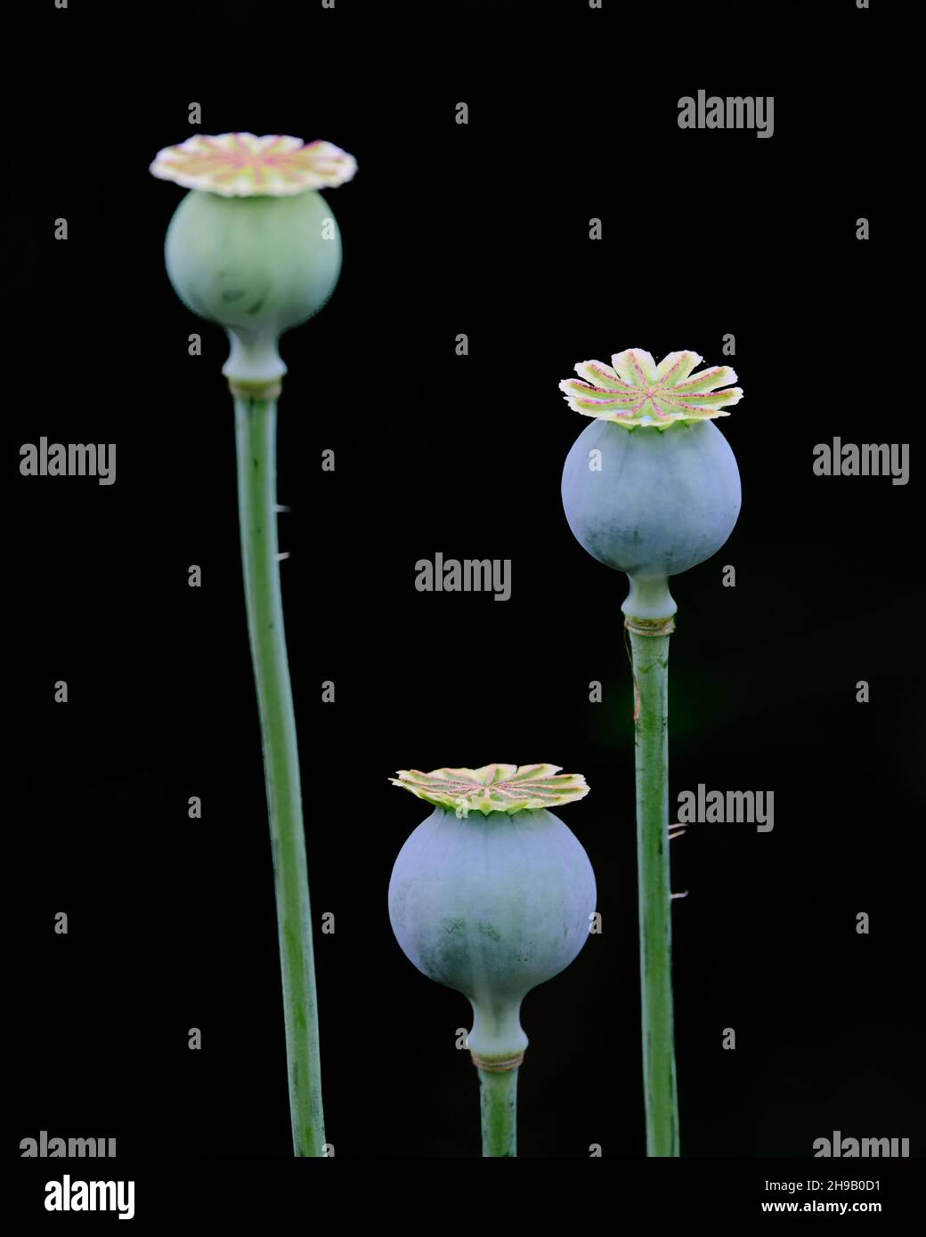 Poppy seed pods hi-res stock photography and images - Alamy