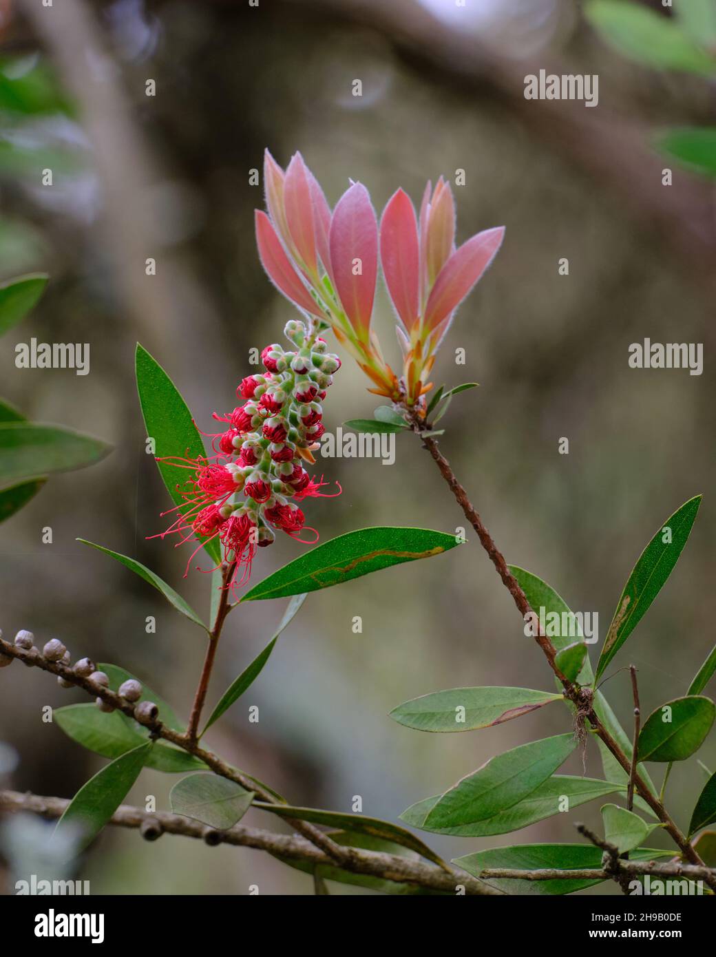 Callistemon Citrinus Splendens Stem