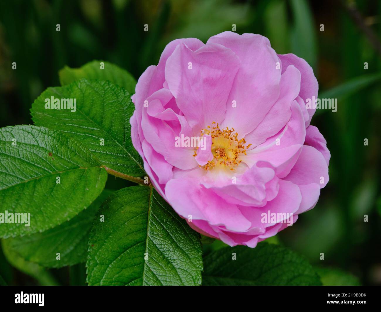Pink or rose hi-res stock photography and images - Alamy