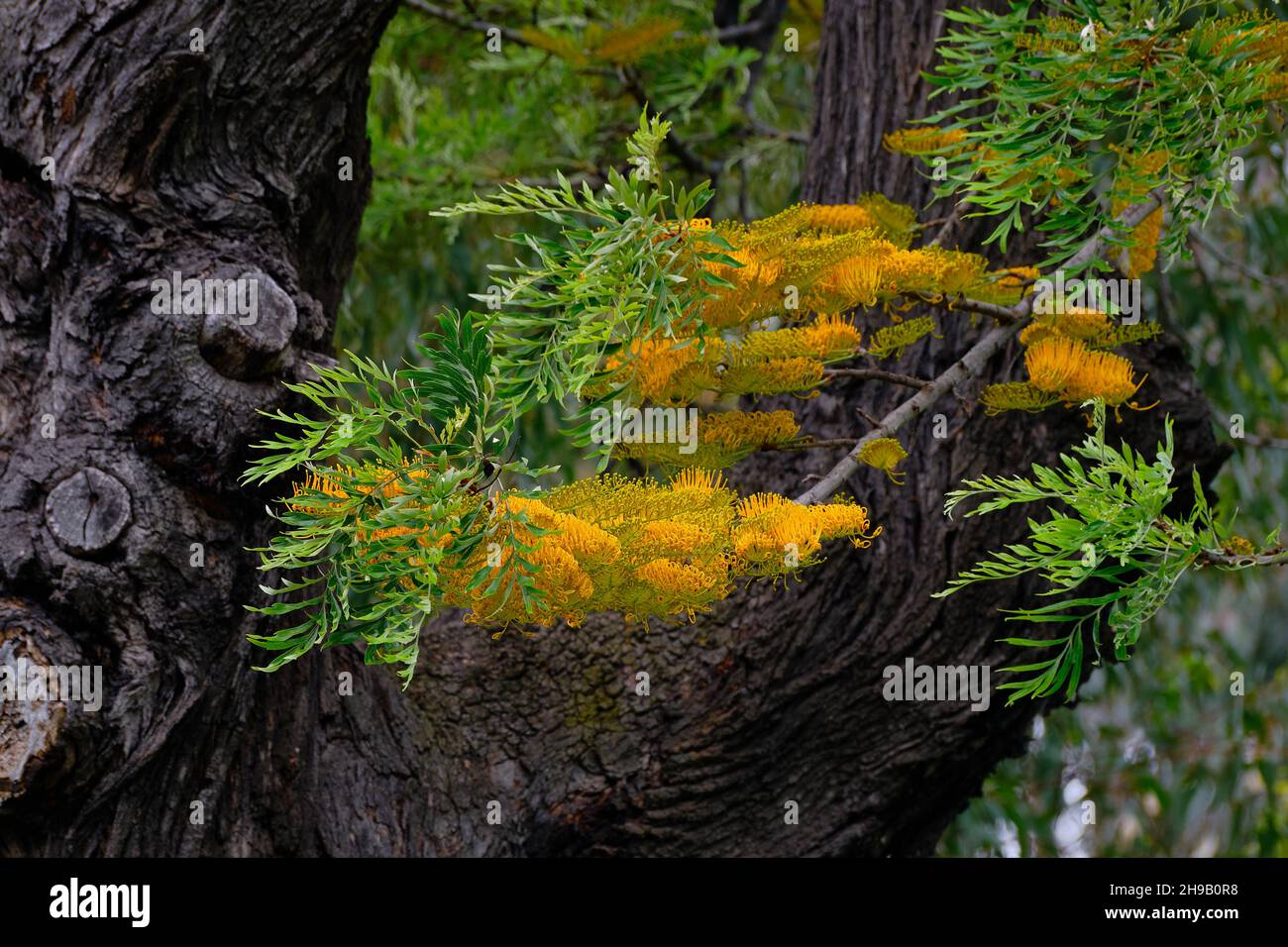 Silver grevillea hi-res stock photography and images - Alamy