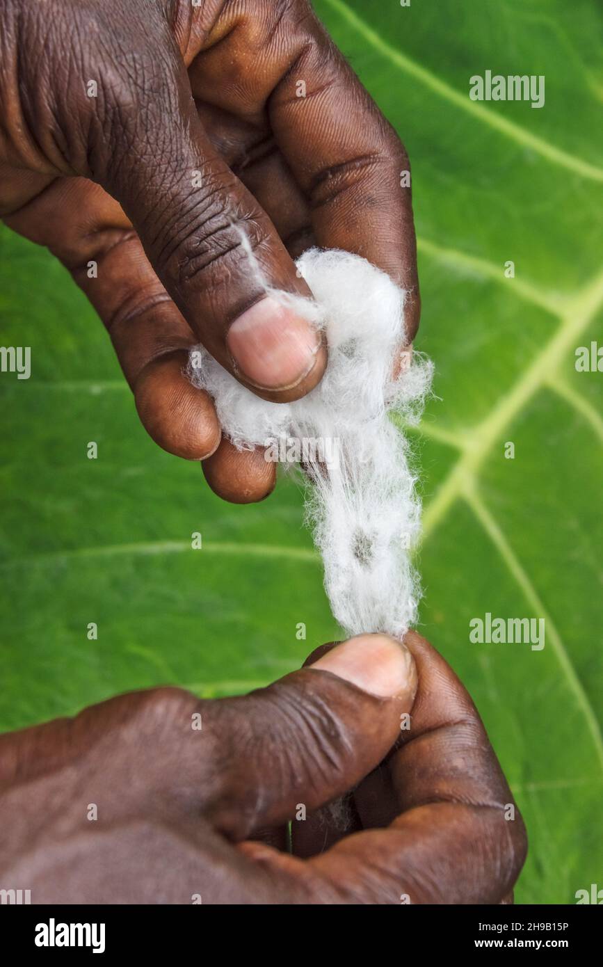 Silk and cotton used to weave Kente cloth, a type of silk and cotton ...