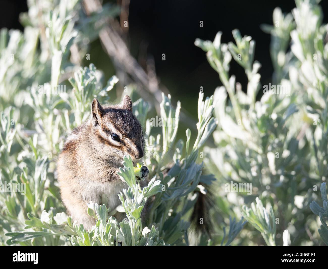Least chipmunk, Tamias minimus, eating sage brush in Grand Teton ...