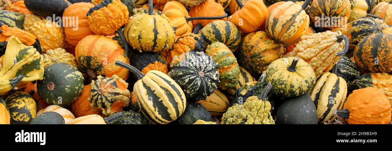 Different colored pumpkins isolated hi-res stock photography and images ...