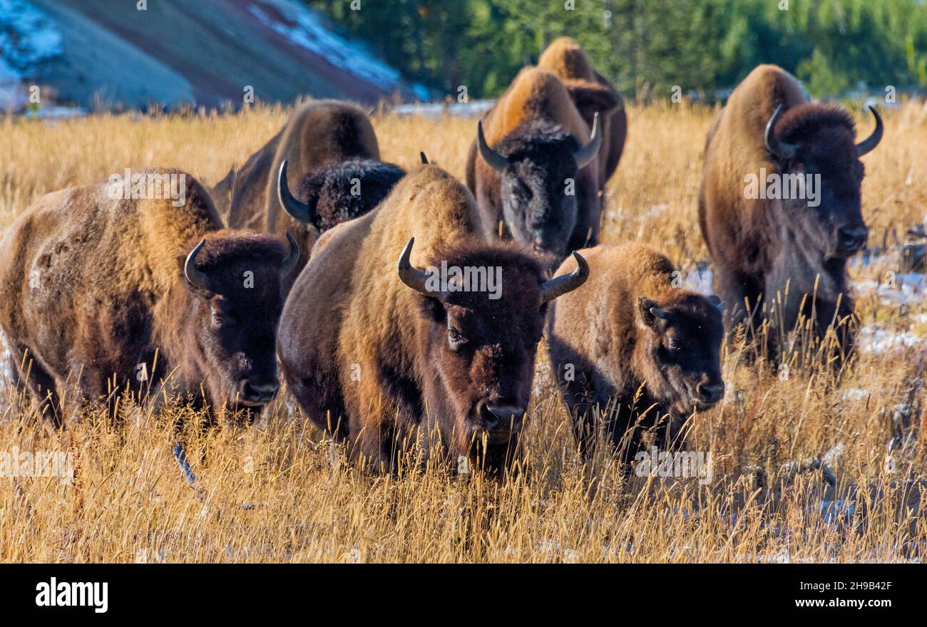 Bison yellowstone national park hi-res stock photography and images - Alamy
