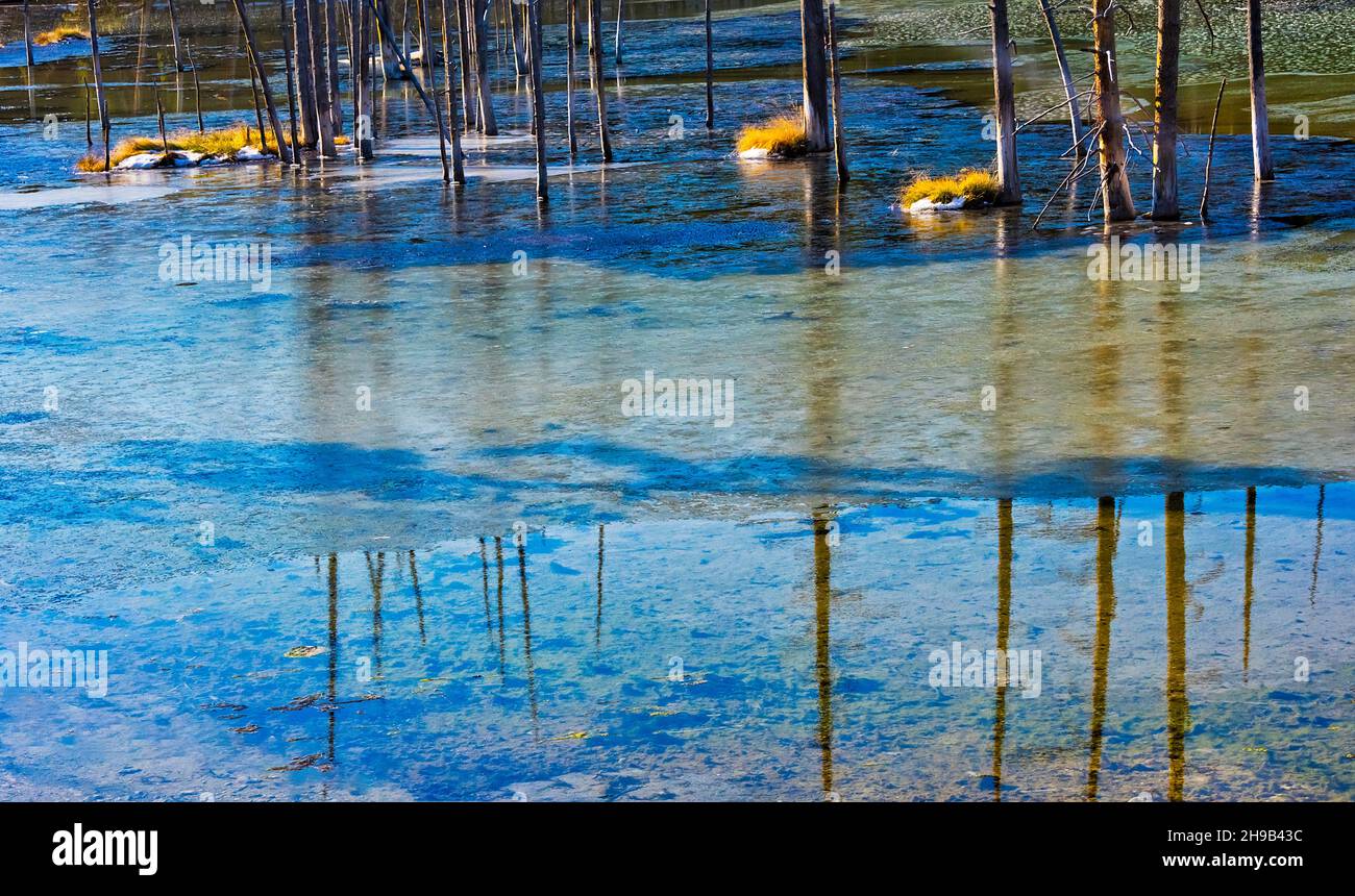 Trees in travertine pools, Yellowstone National Park, Wyoming State ...