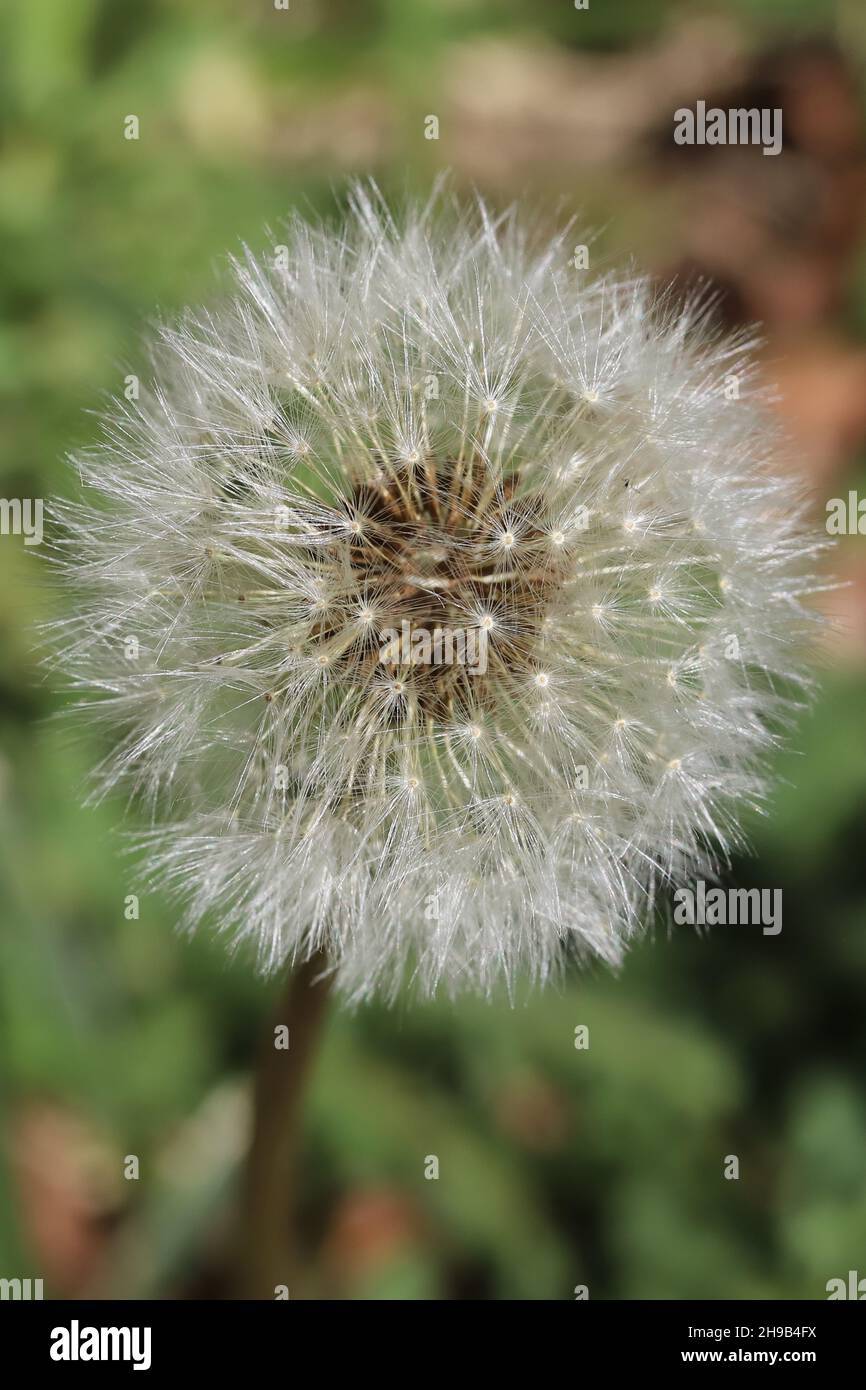 Dandelion thistle bloom adelaide australia taraxacum officinale hi-res ...