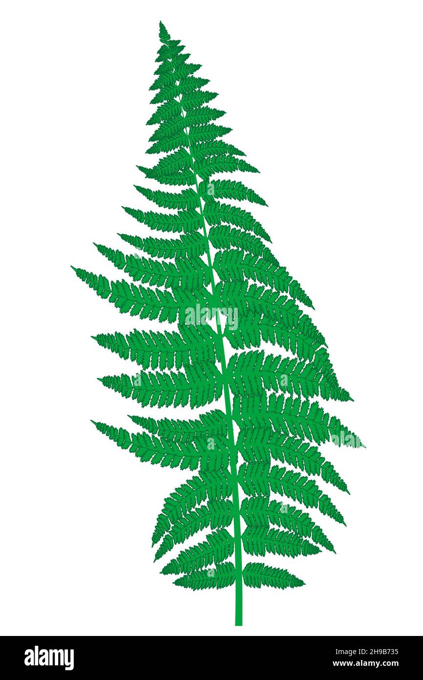 Green fern leaf isolated on white background Stock Vector Images - Alamy