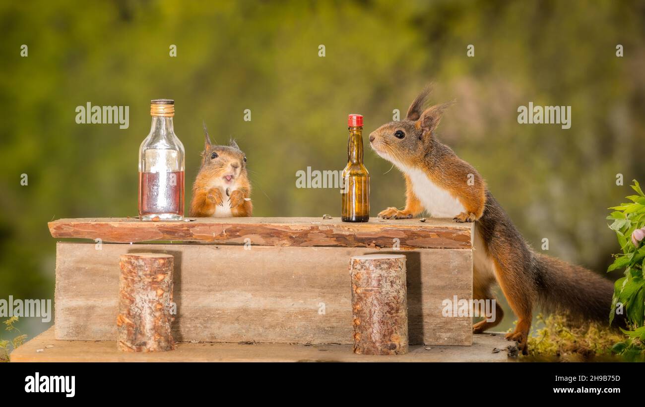 red squirrels at a bar with bottles Stock Photo - Alamy