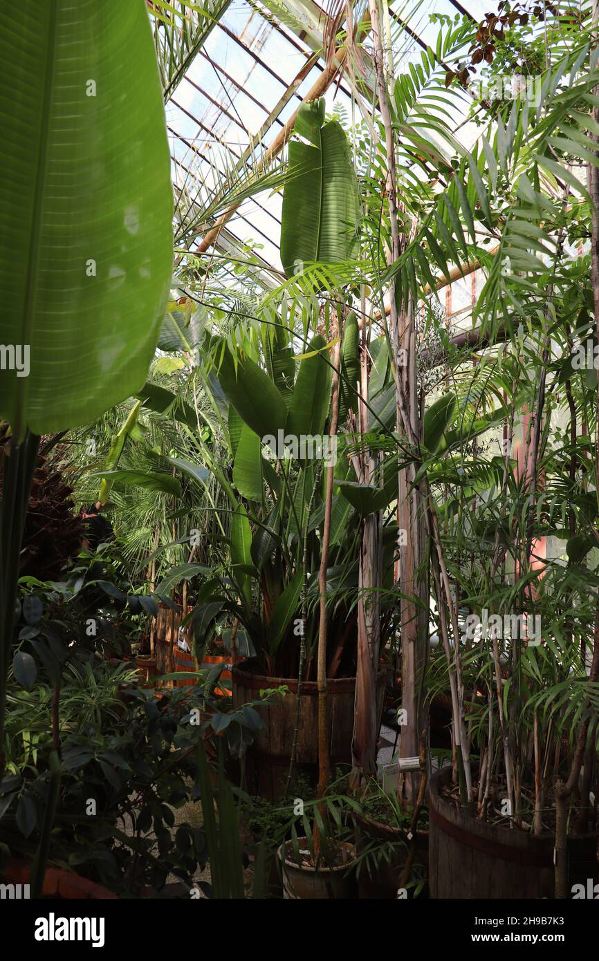 Botanical garden and tropical plant Stock Photo - Alamy