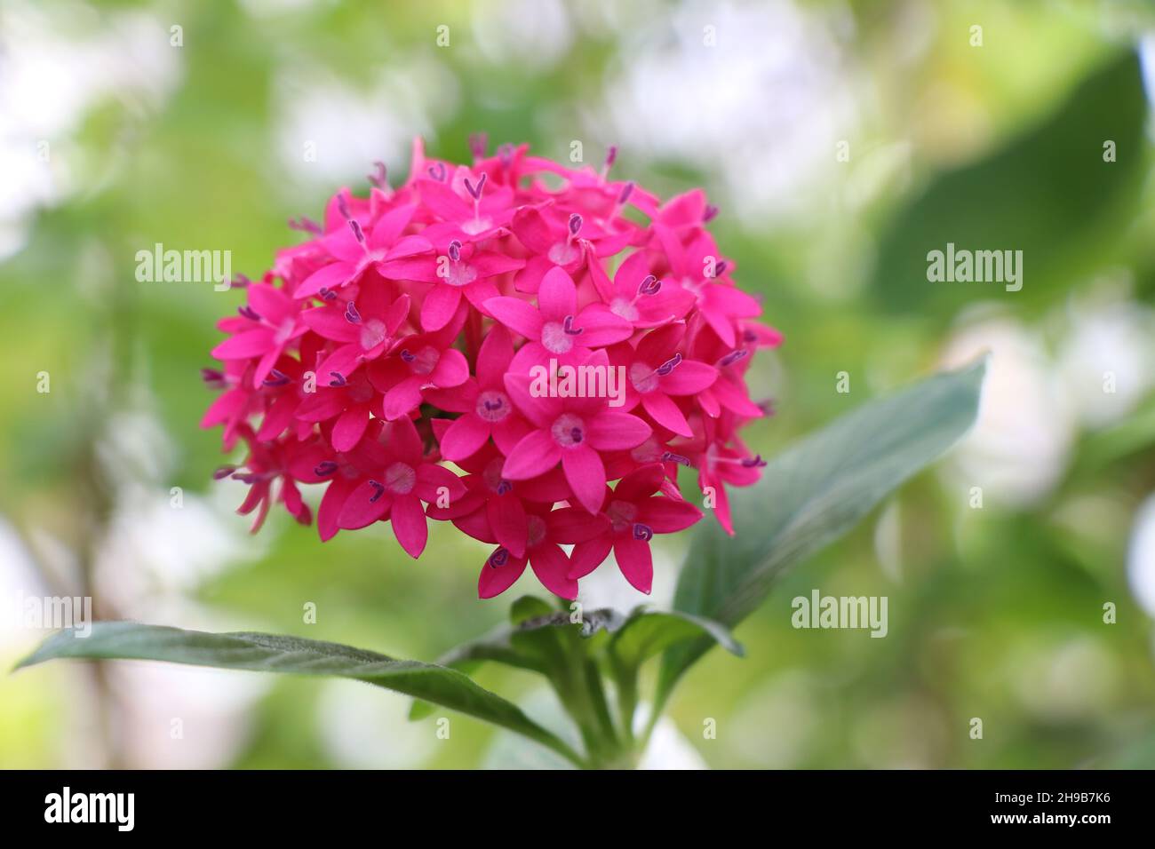 Ixora chinensis or Chinese ixora. Ixora flower red blooming in the ...
