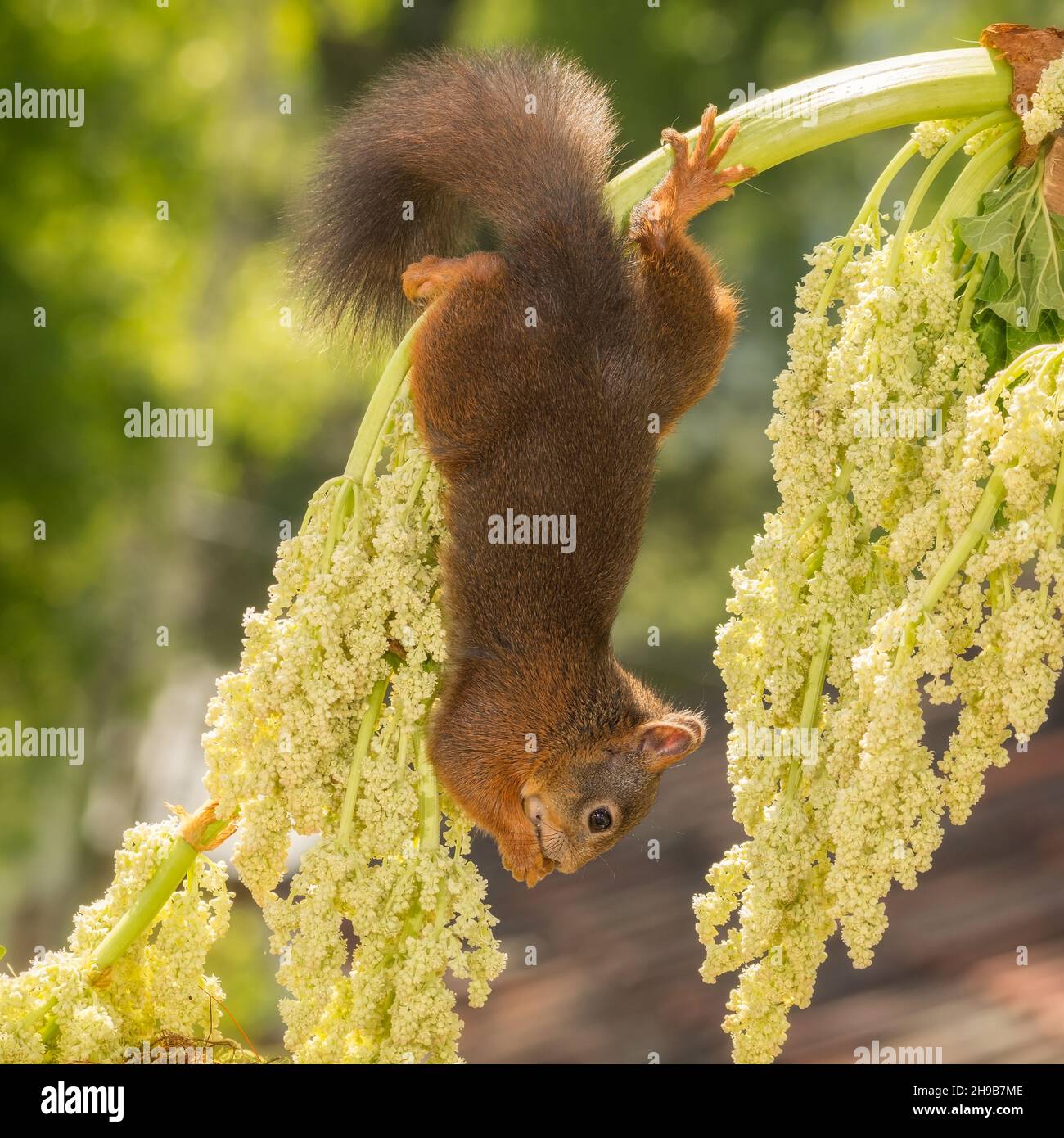 Squirrel hanging from branch hi-res stock photography and images - Alamy