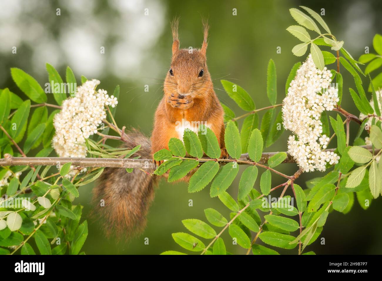 Red squirrel branch ash hi-res stock photography and images - Alamy