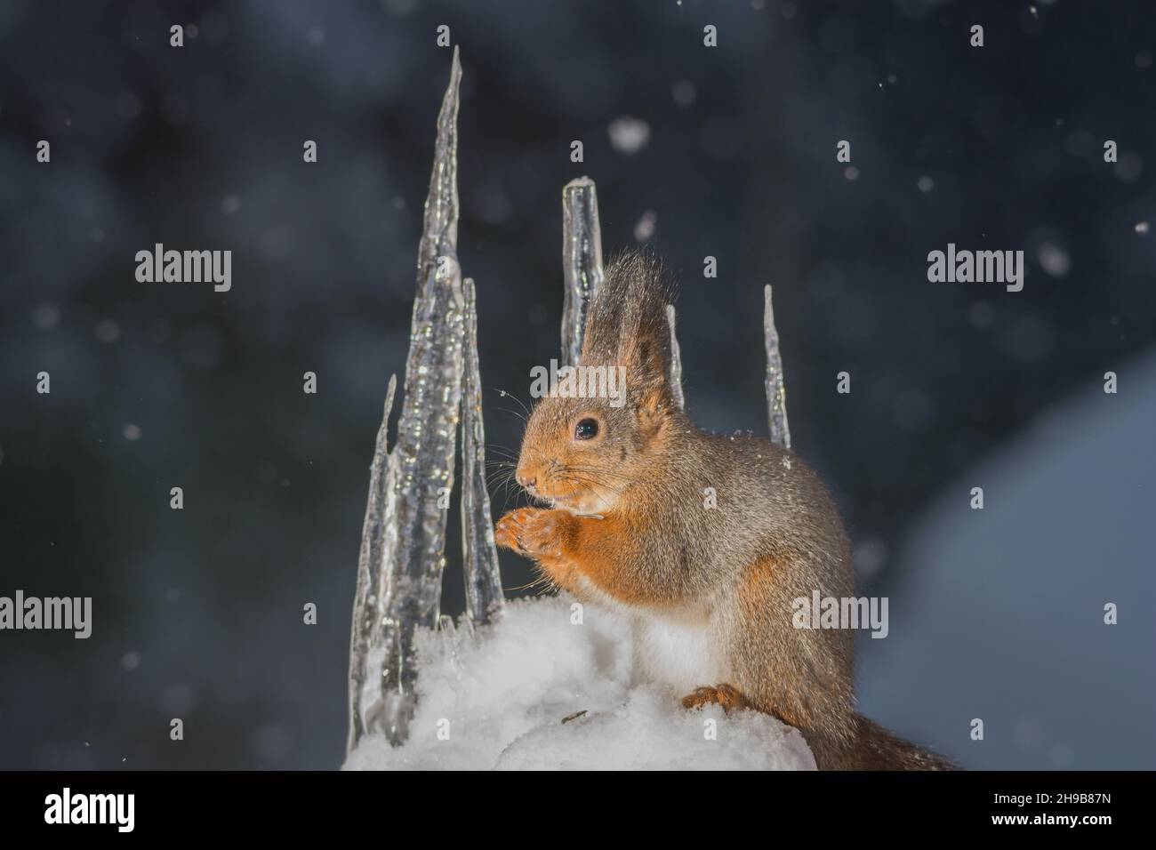 Very cold nose icicle hi-res stock photography and images - Alamy