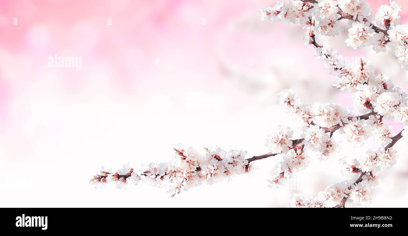 Horizontal banner with sakura flowers of white color on pink sunny ...