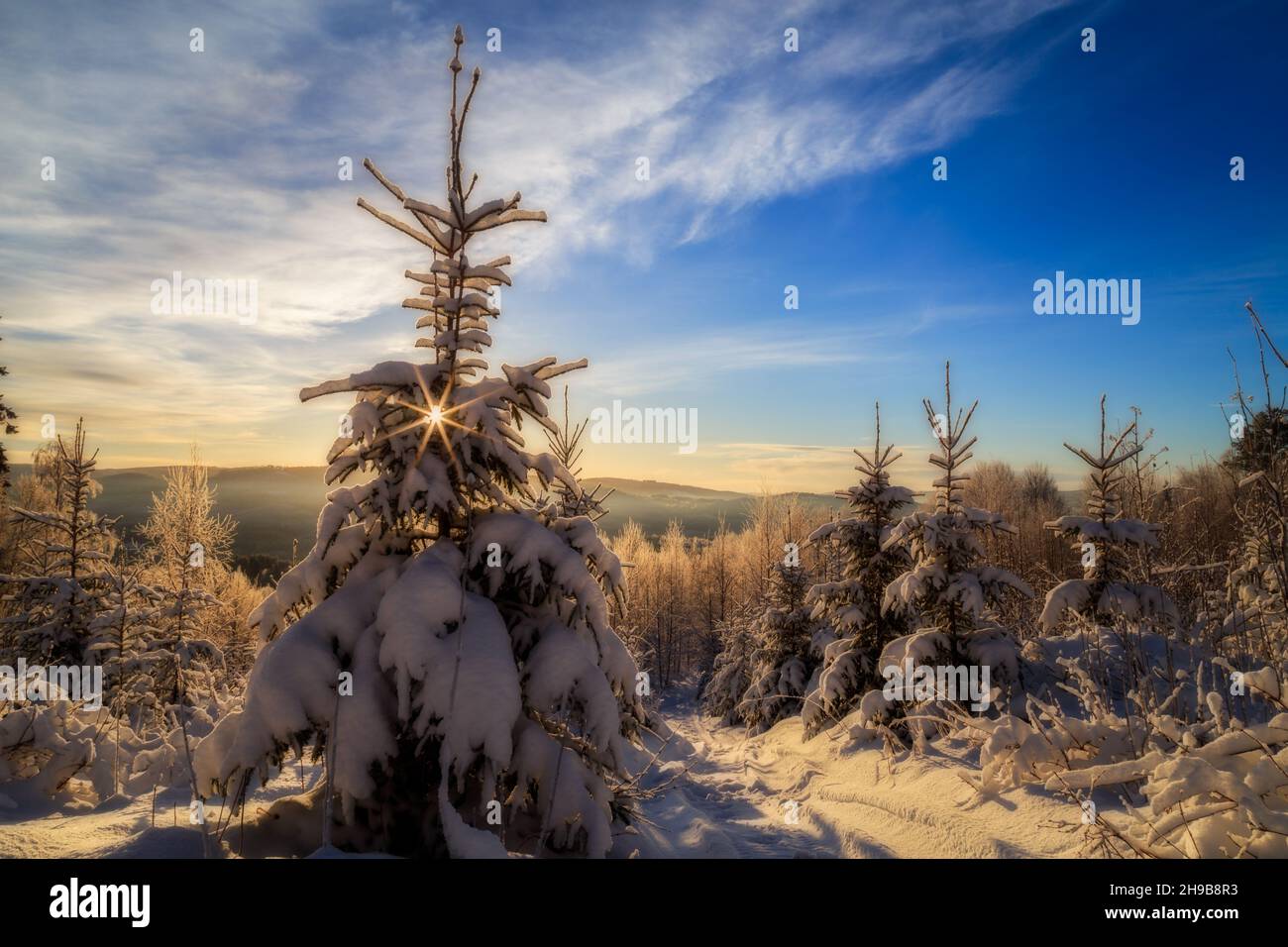 trees in winter scene and sun down Stock Photo - Alamy
