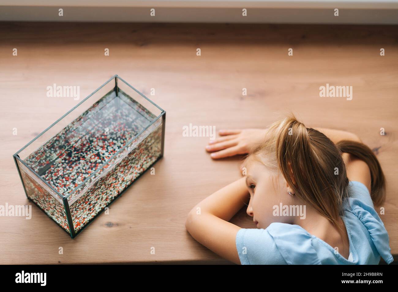 Top view of pretty little girl watching little goldfish in aquarium ...