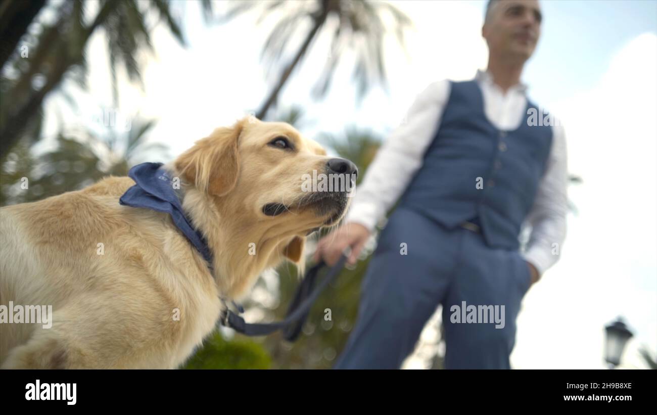 Beautiful Golden Retriever with elegant man. Action. Man's best friend ...