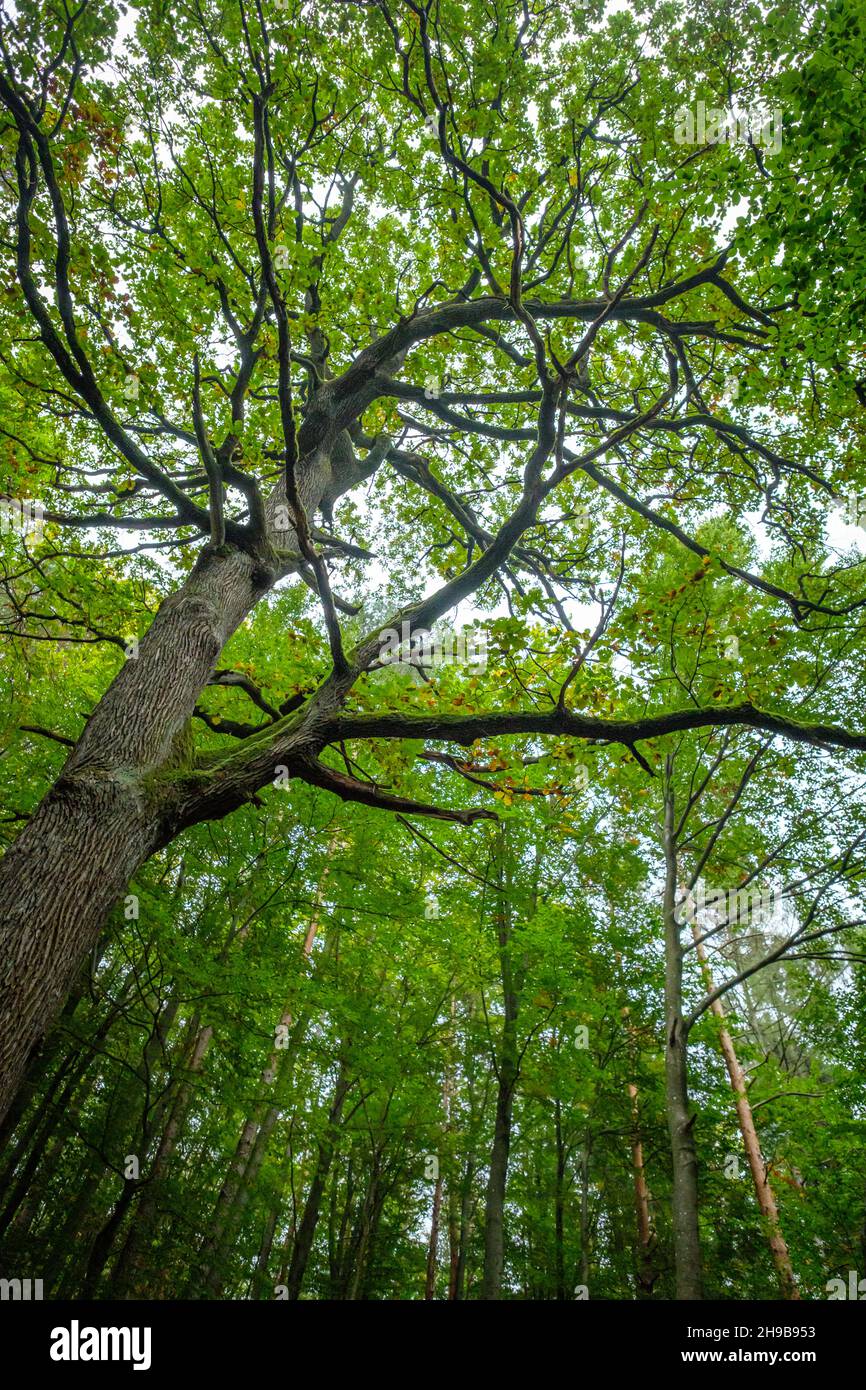 Low angle shot of an old oak tree trunk and branches in a forest Stock ...