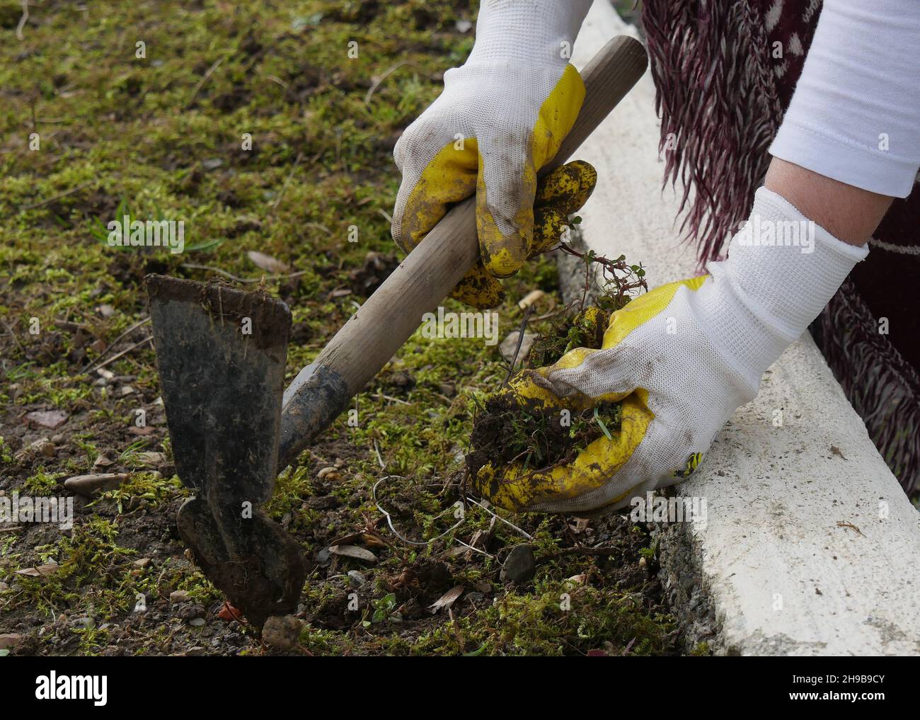 a close up of woman hands gardening Stock Photo - Alamy