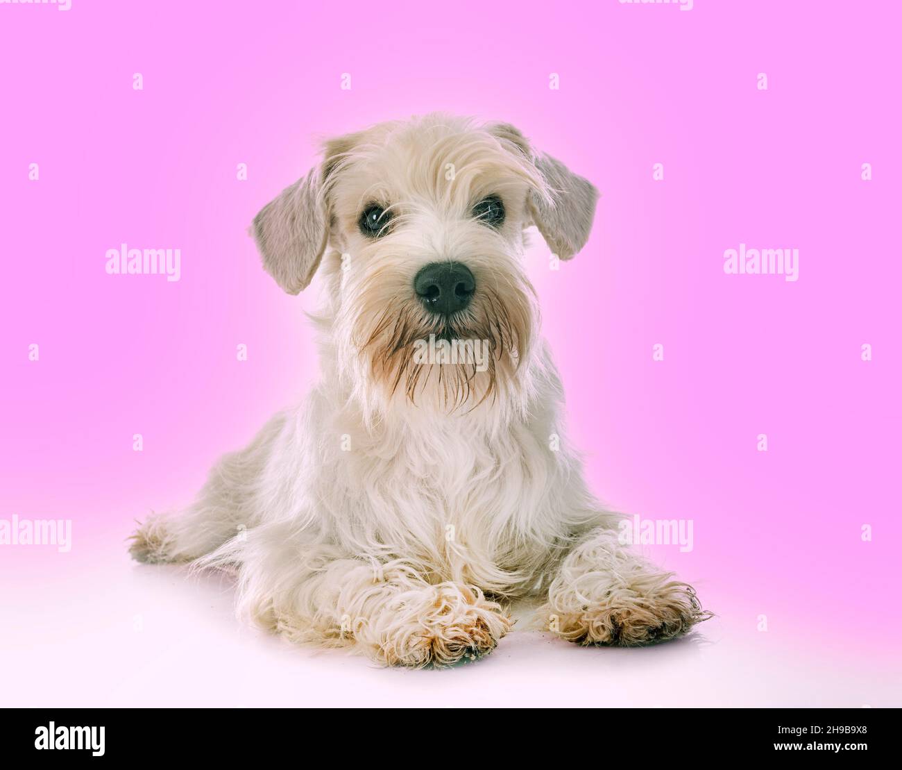 miniature white schnauzer in front of pink background Stock Photo - Alamy