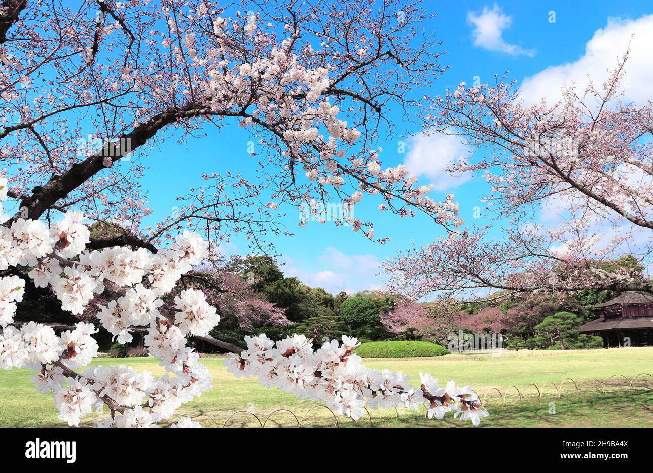 Blooming sakura trees in Koishikawa Korakuen garden, Okayama, Japan ...