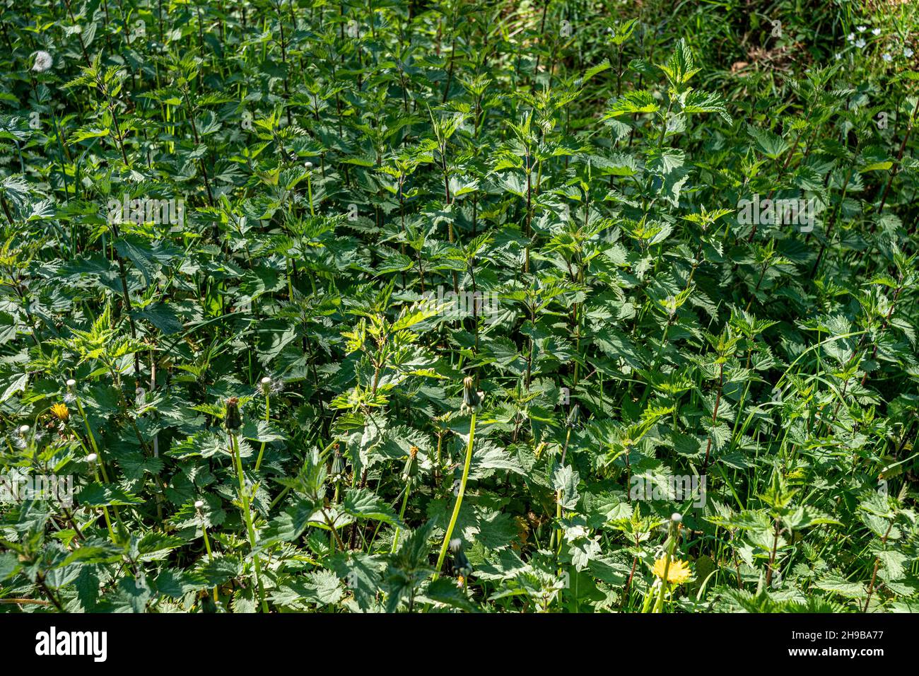 Stinging nettles growing in a field Stock Photo - Alamy