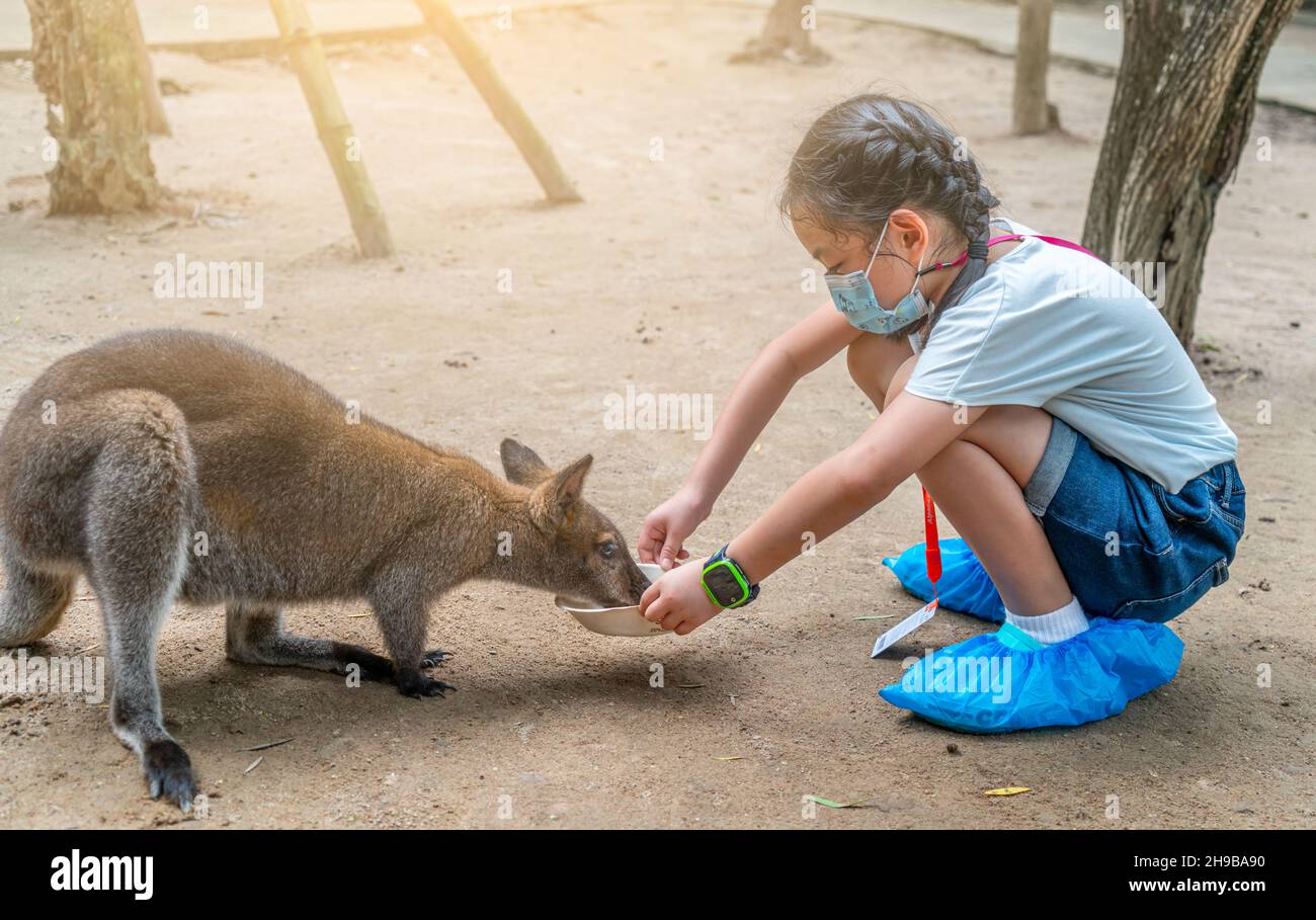 Asian child girl is feeding a Wallaby in the zoo, child wearing medical ...