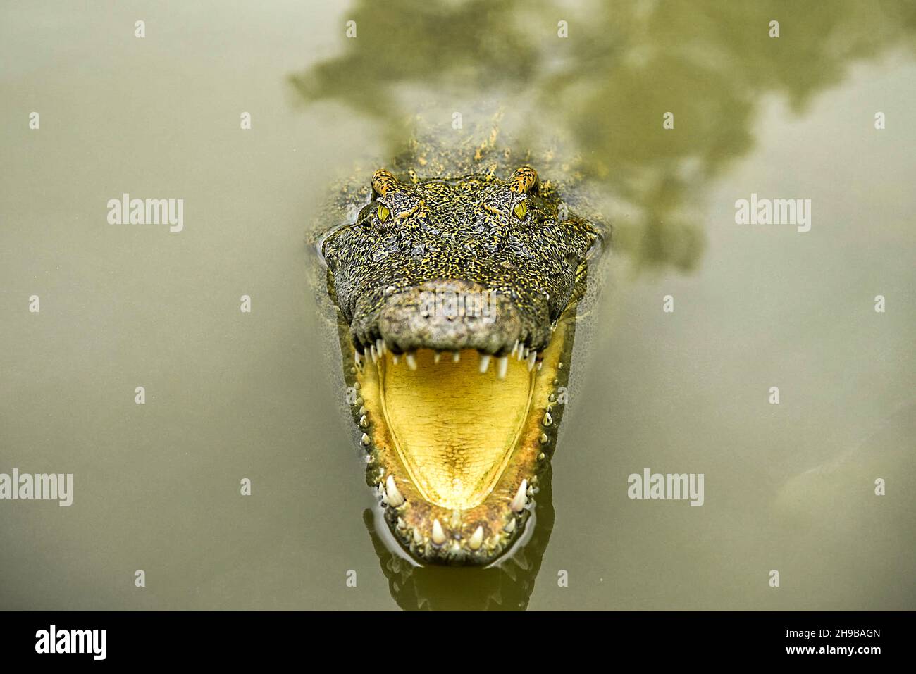 Tooth baring hi-res stock photography and images - Alamy