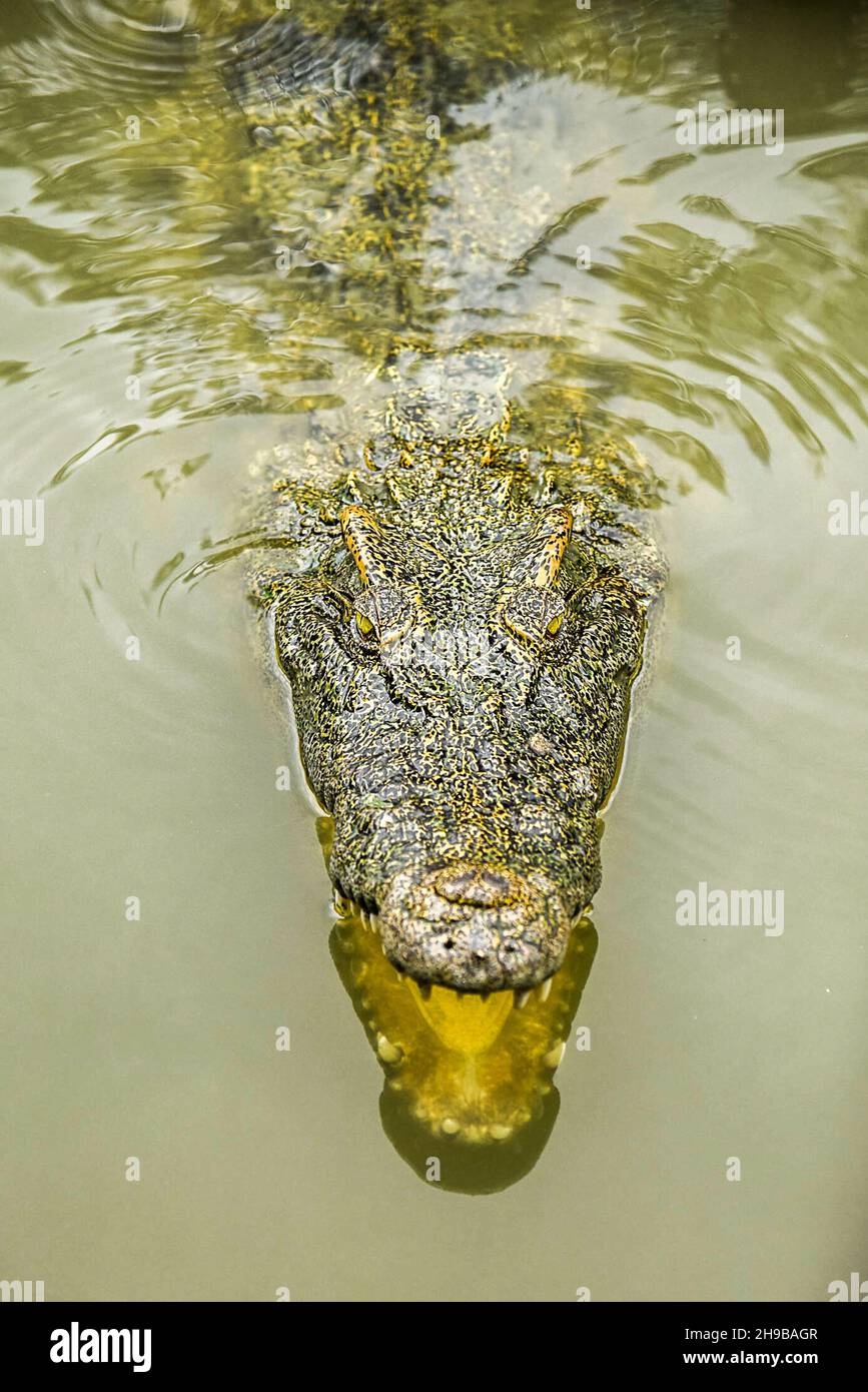 Portrait of hungry crocodile baring fierce teeth in the park Stock ...