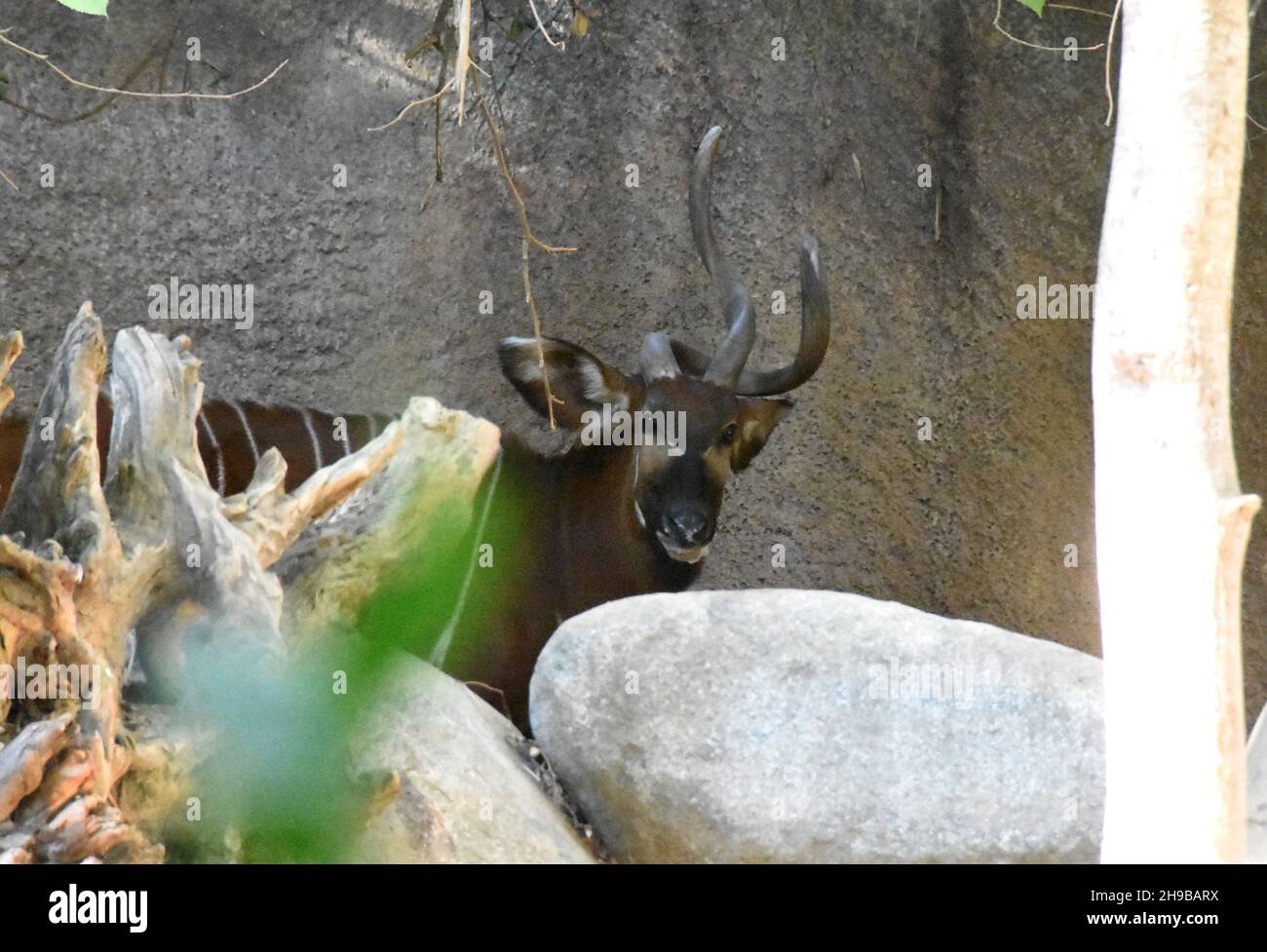 Los Angeles, California, USA 1st December 2021 A Mountain Bongo at LA ...