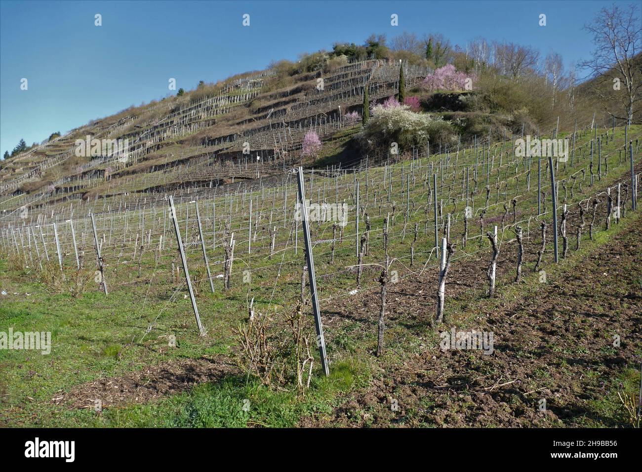 Steep Slope Vineyards In Spring At The Moselle Stock Photo - Alamy