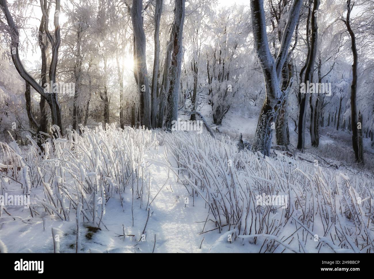 Winter forest with trees covered snow Stock Photo - Alamy