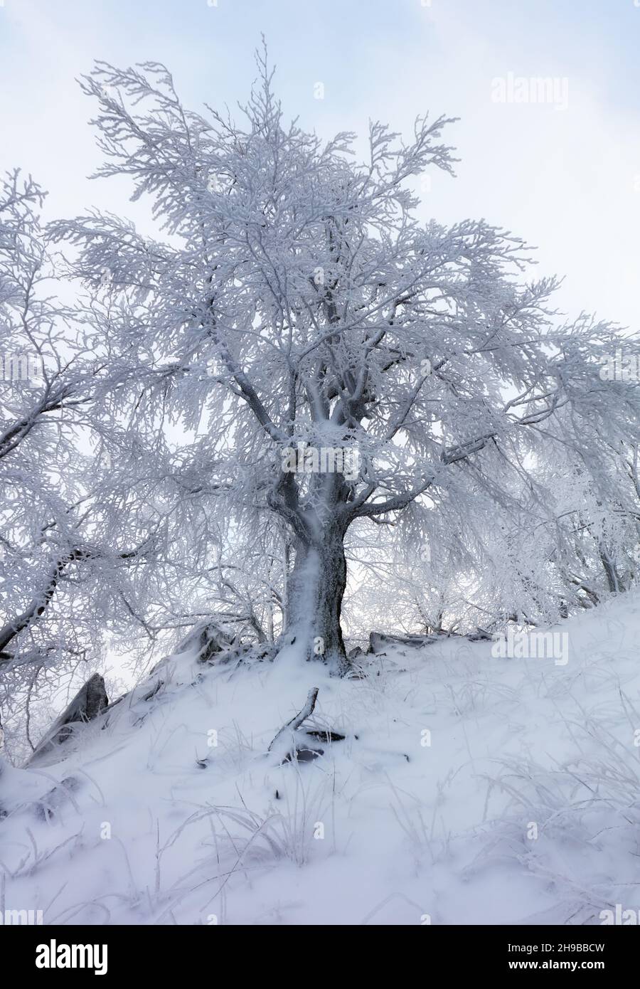 Frozen landscape - Winter mist forest Stock Photo - Alamy