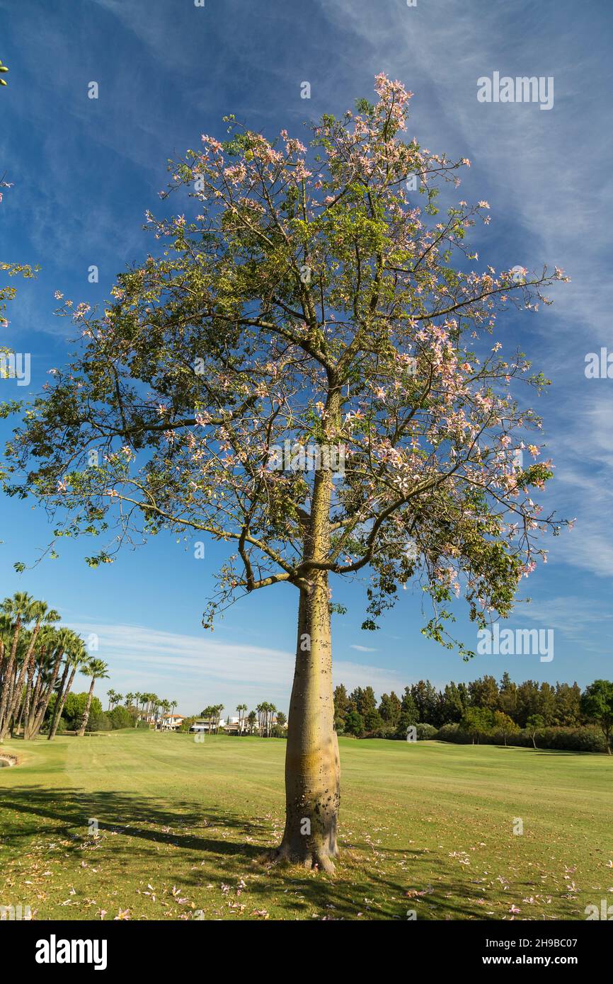 Kapok tree hi-res stock photography and images - Alamy