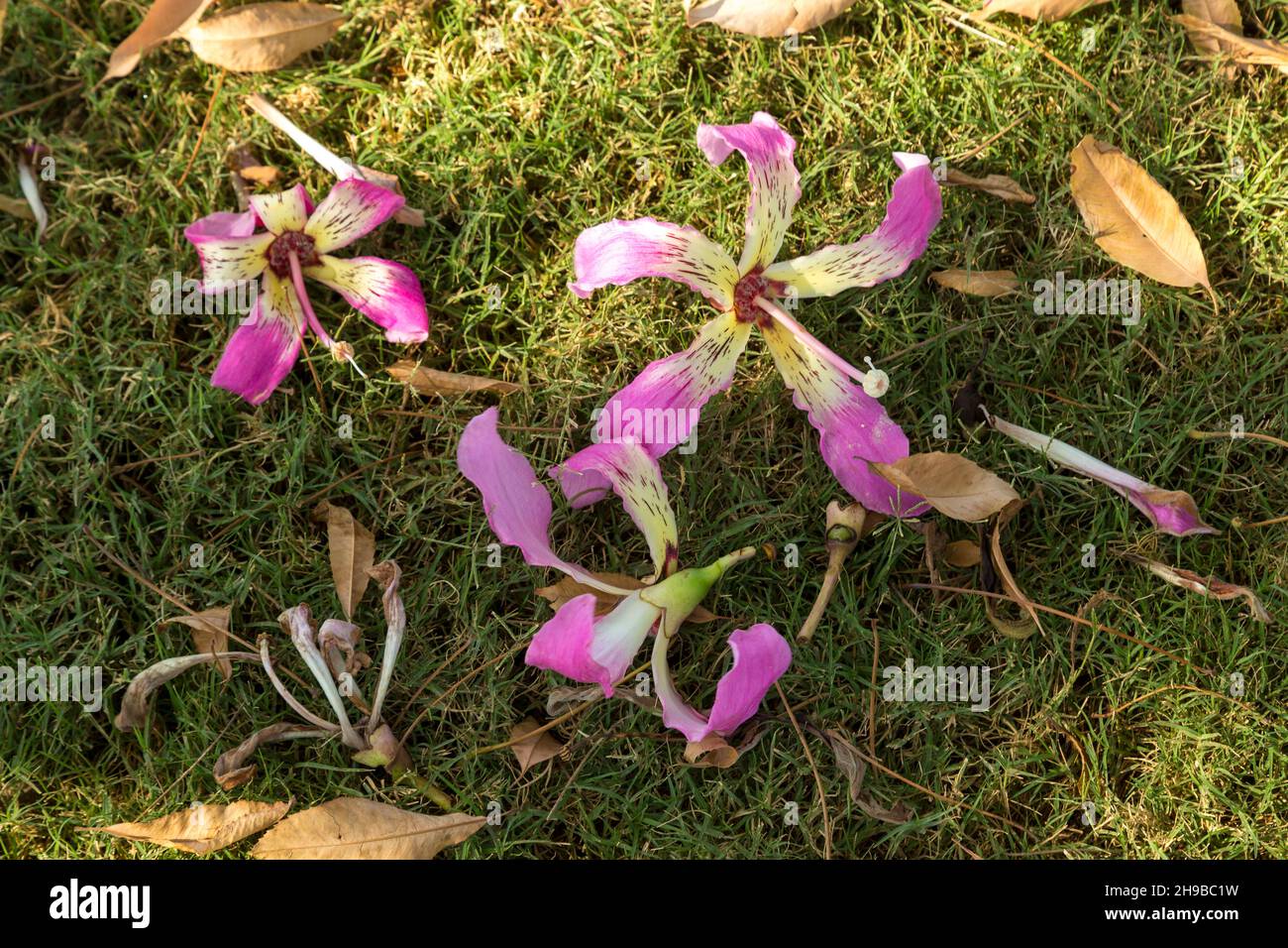 Kapok (Silk Floss) tree, pink and white flowers on ground Stock Photo ...