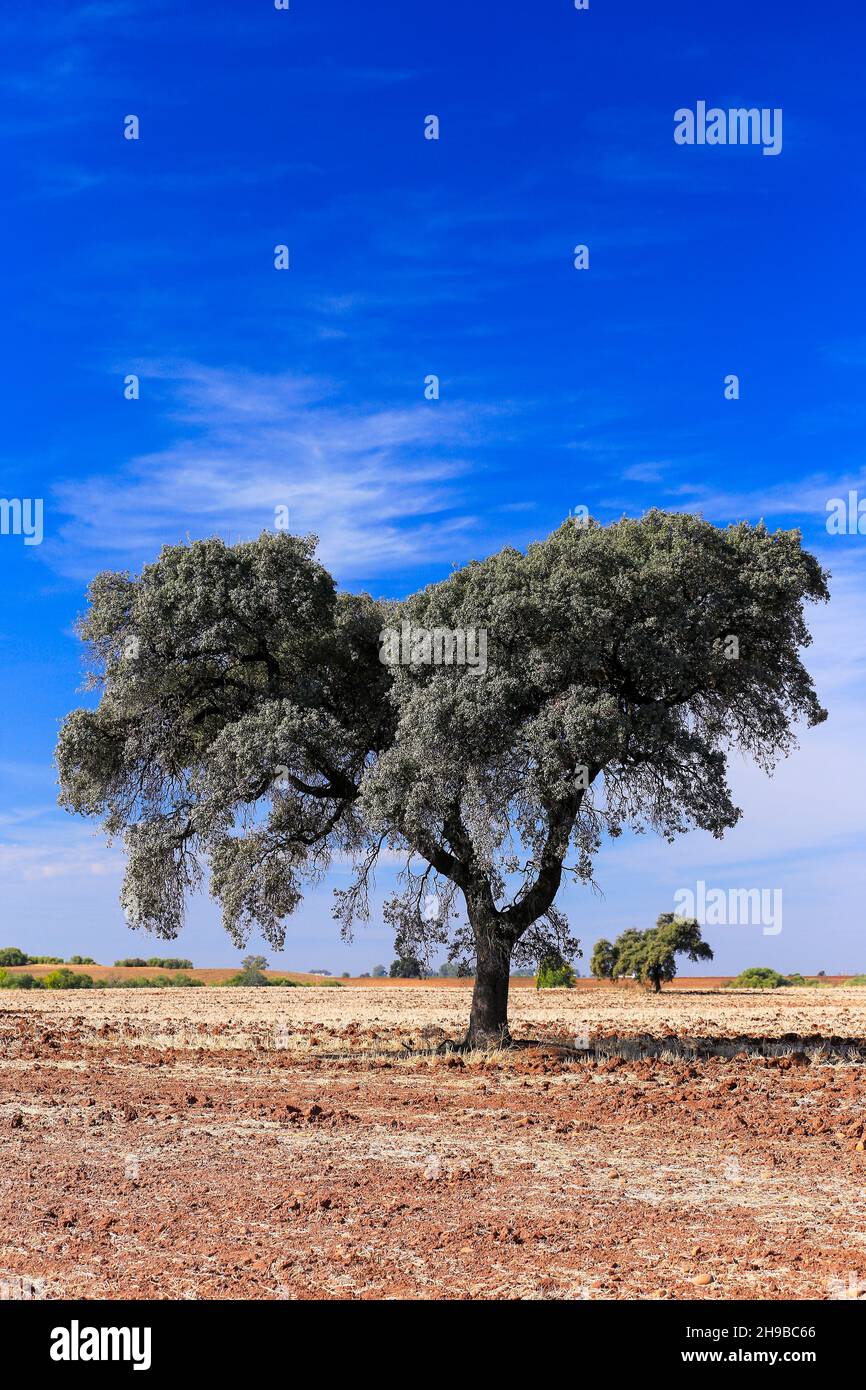 Tall mature tree hi-res stock photography and images - Alamy