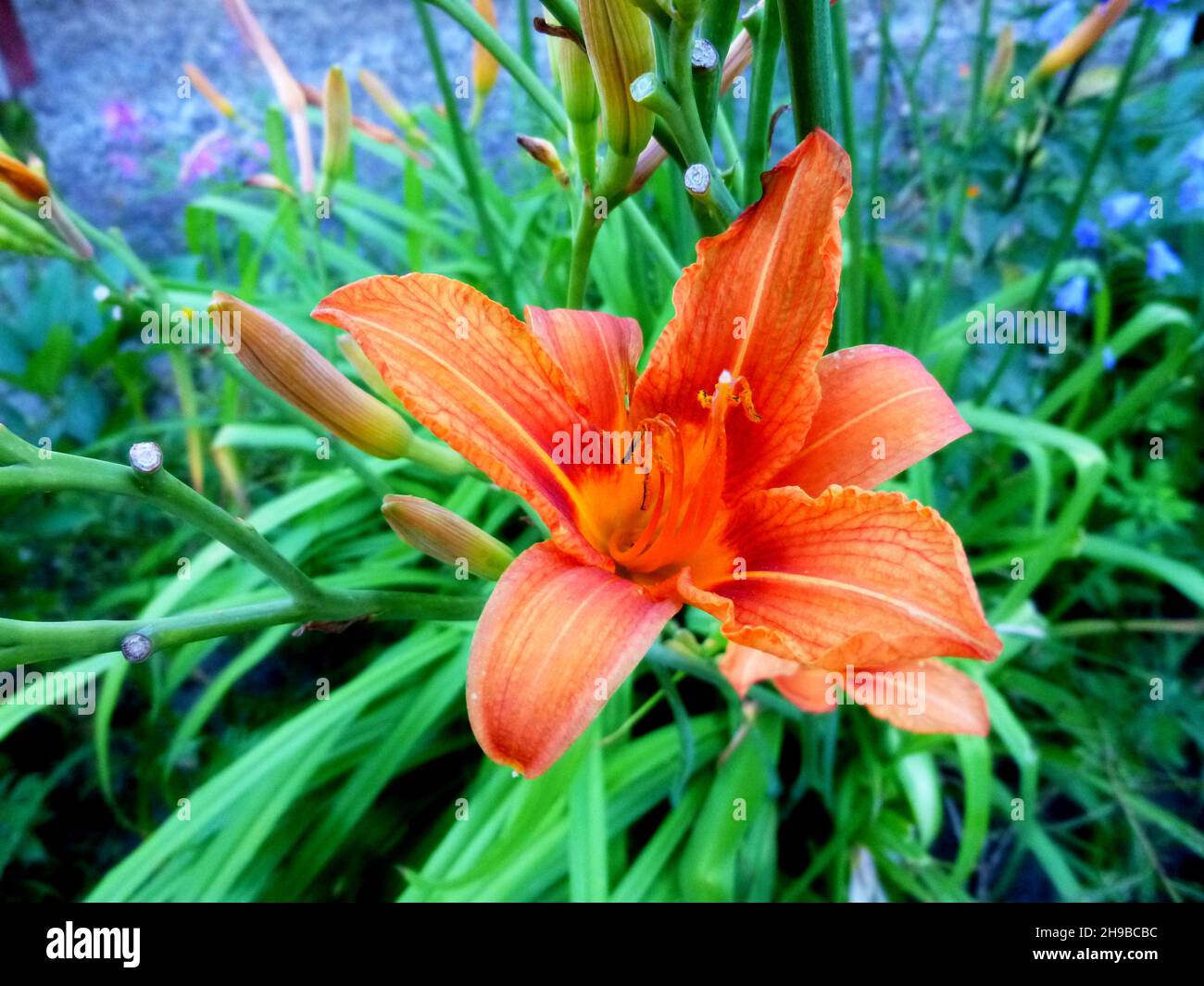 Lily red, flower in a garden in Siberia Russia Stock Photo - Alamy