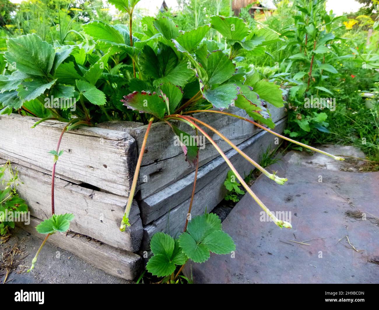 Bush Strawberry Plant With Runners For Propagation In Garden Outdoor ...